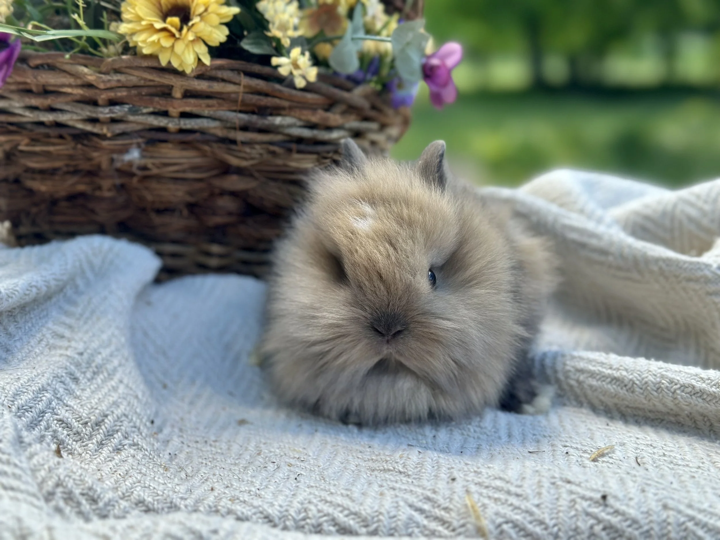 Heavenly Meadows Rabbitry- Cage Free, Holland lops, Lionheads & Flemish ...