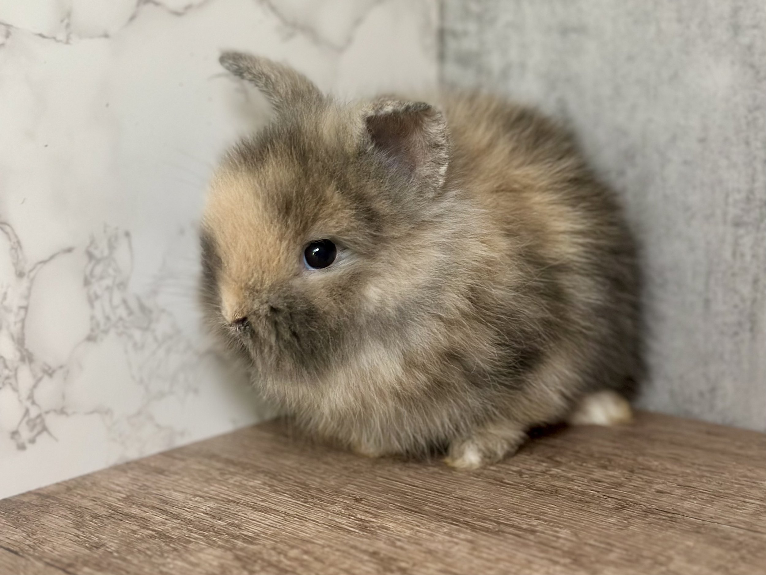 Heavenly Meadows Rabbitry- Cage Free, Holland lops, Lionheads & Flemish ...