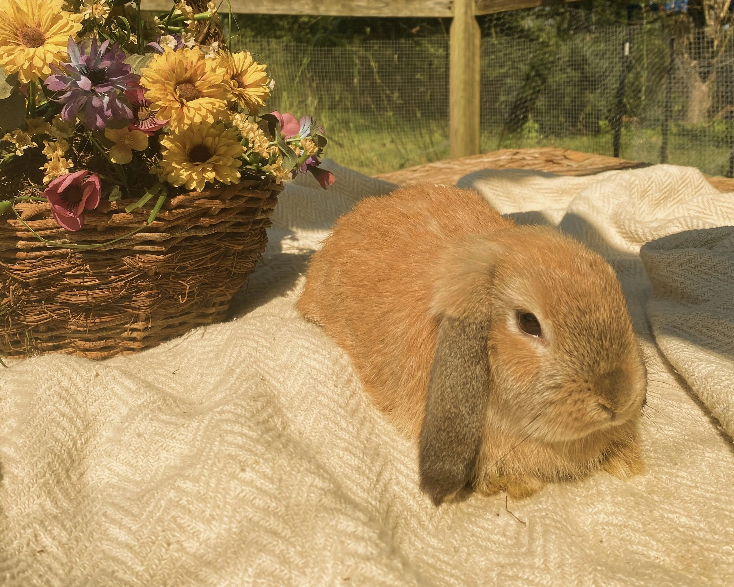 Heavenly Meadows Rabbitry- Cage Free, Holland lops, Lionheads & Flemish ...