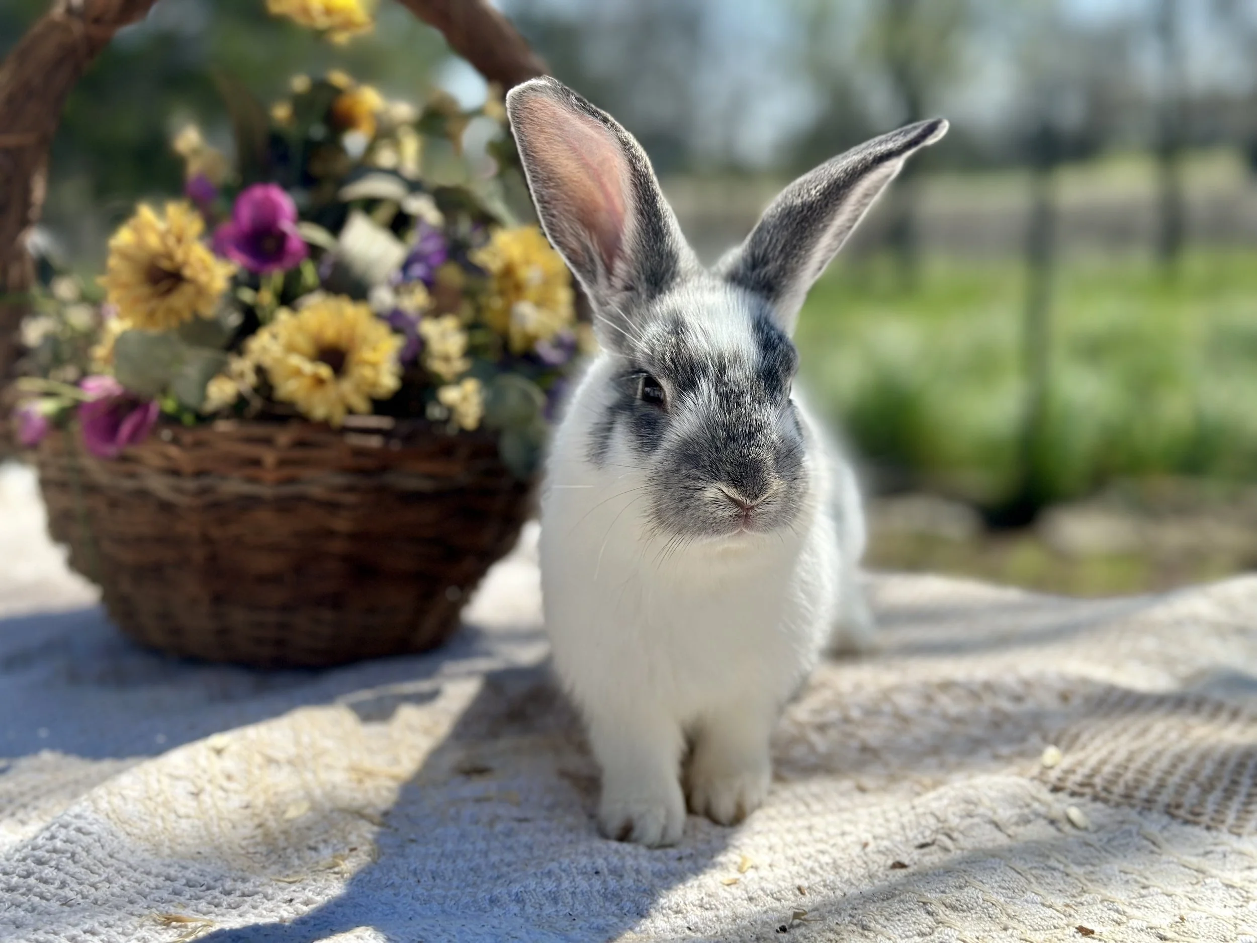 Heavenly Meadows Rabbitry- Cage Free, Holland lops, Lionheads & Flemish ...