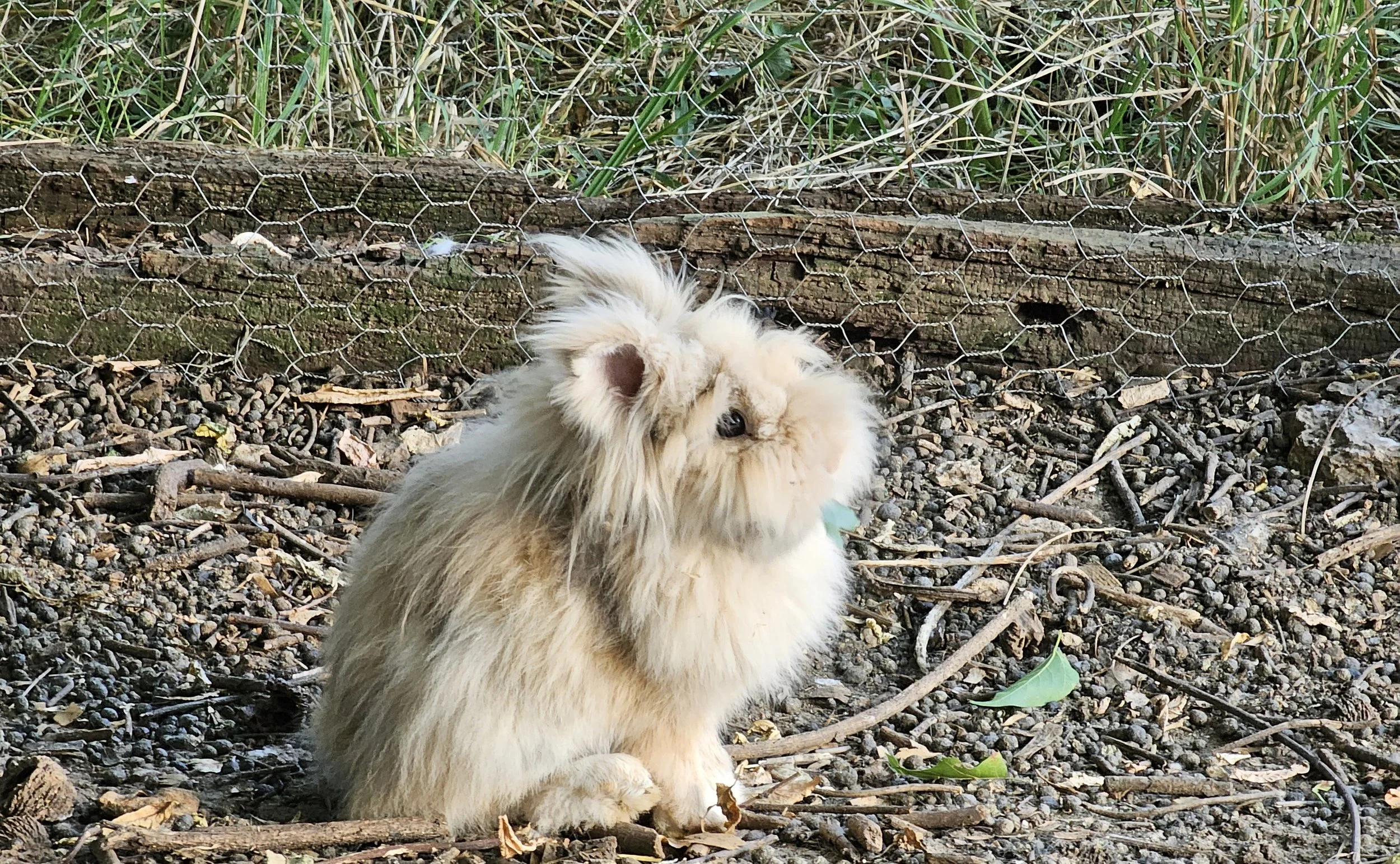 Heavenly Meadows Rabbitry- Cage Free, Holland lops, Lionheads & Flemish ...