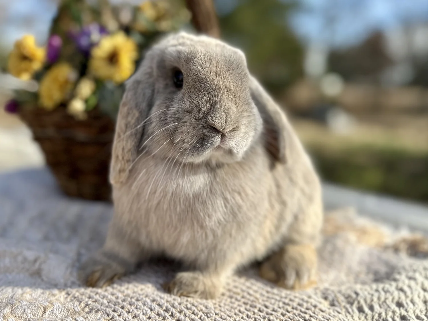 Heavenly Meadows Rabbitry- Cage Free, Holland lops, Lionheads & Flemish ...