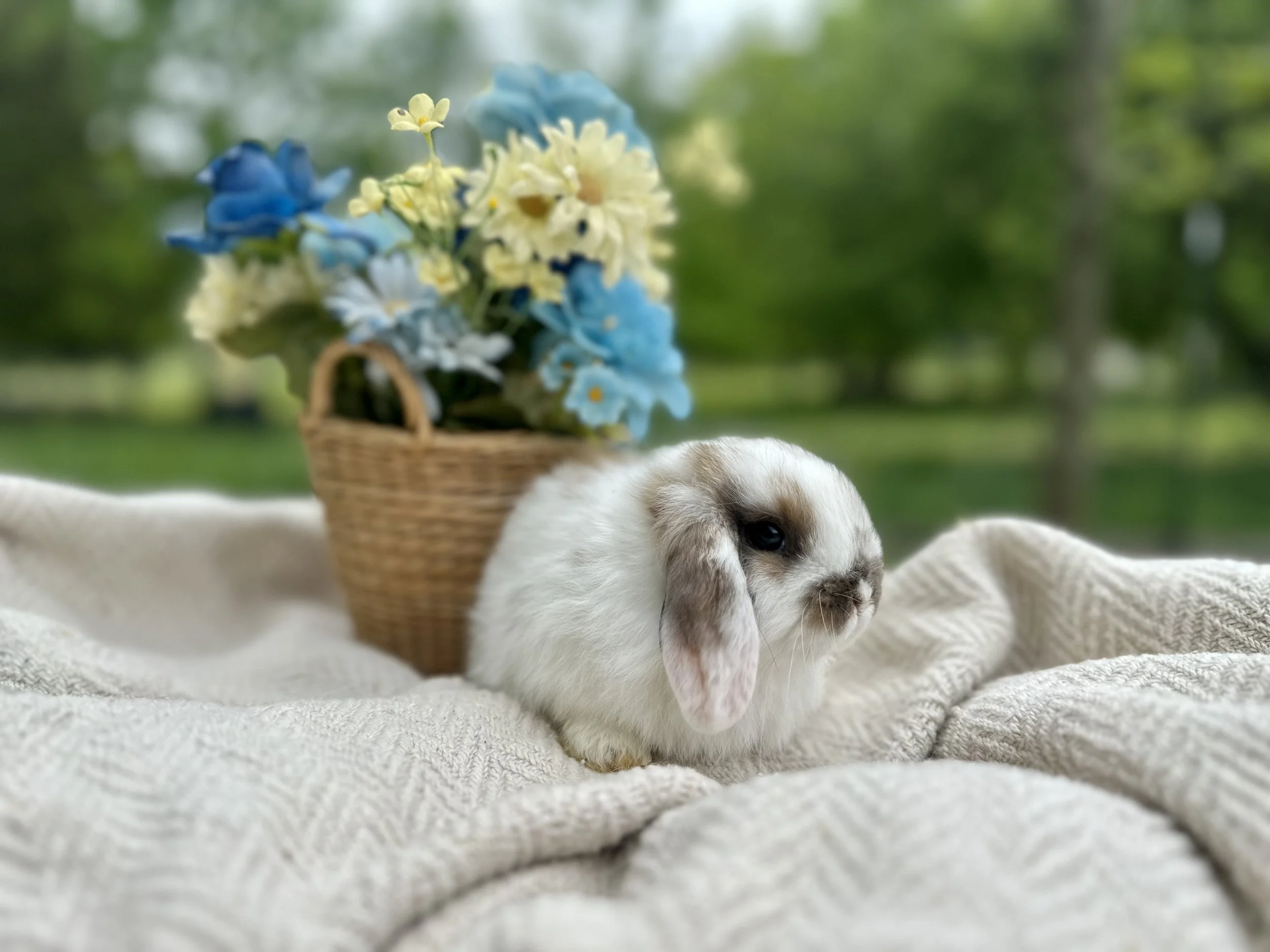 Heavenly Meadows Rabbitry- Cage Free, Holland lops, Lionheads & Flemish ...