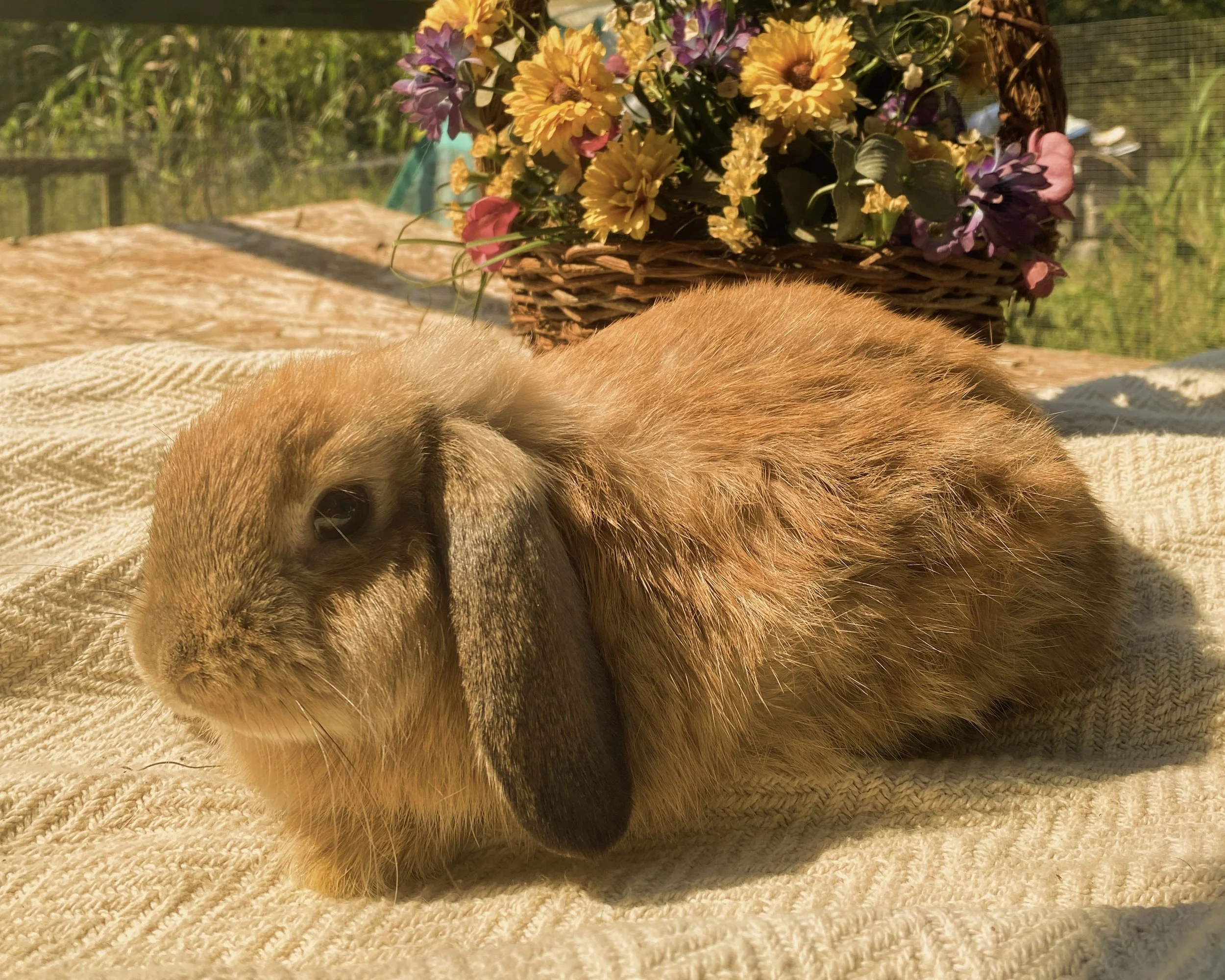 Heavenly Meadows Rabbitry- Cage Free, Holland lops, Lionheads & Flemish ...