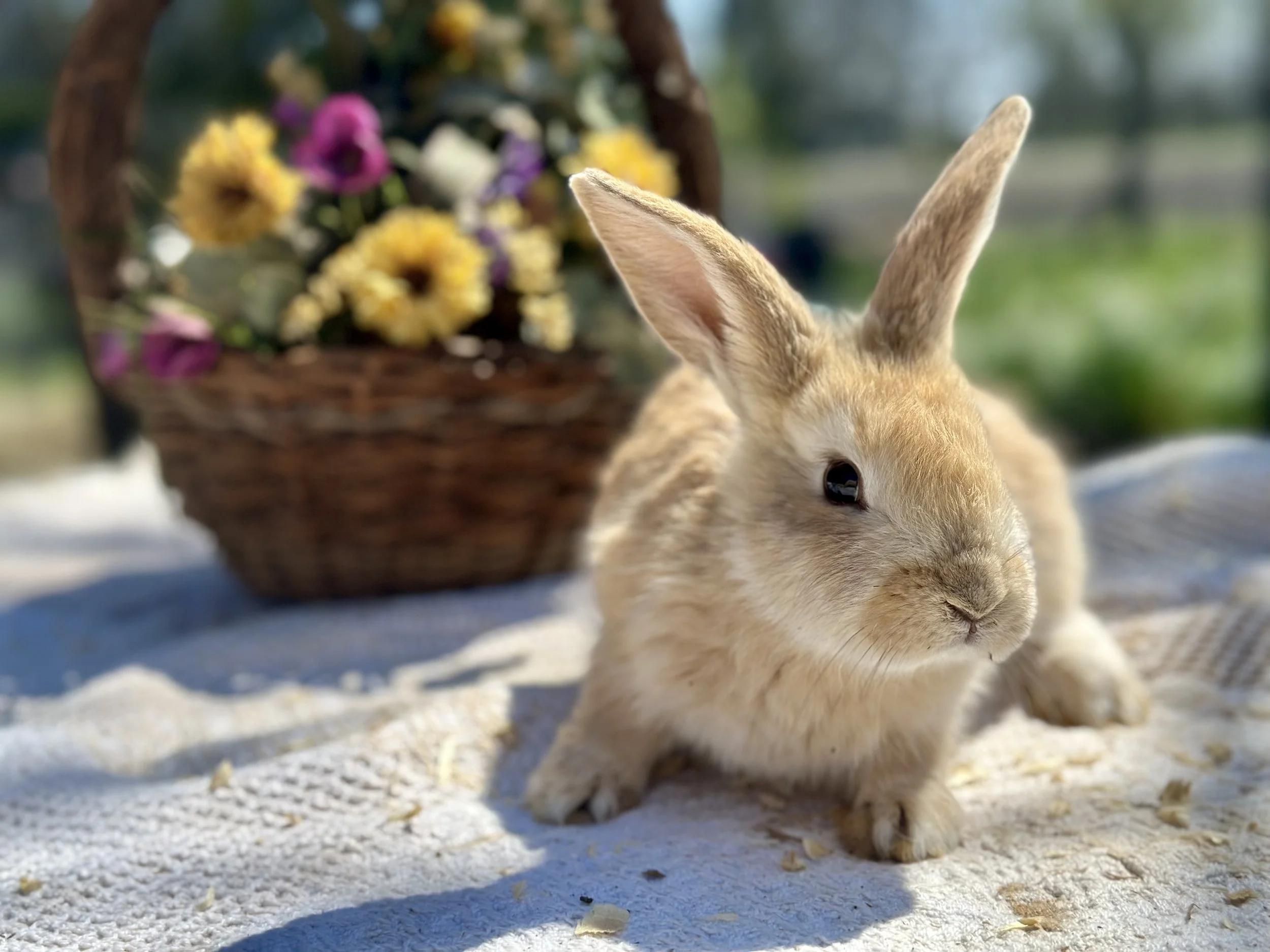 Heavenly Meadows Rabbitry- Cage Free, Holland lops, Lionheads & Flemish ...