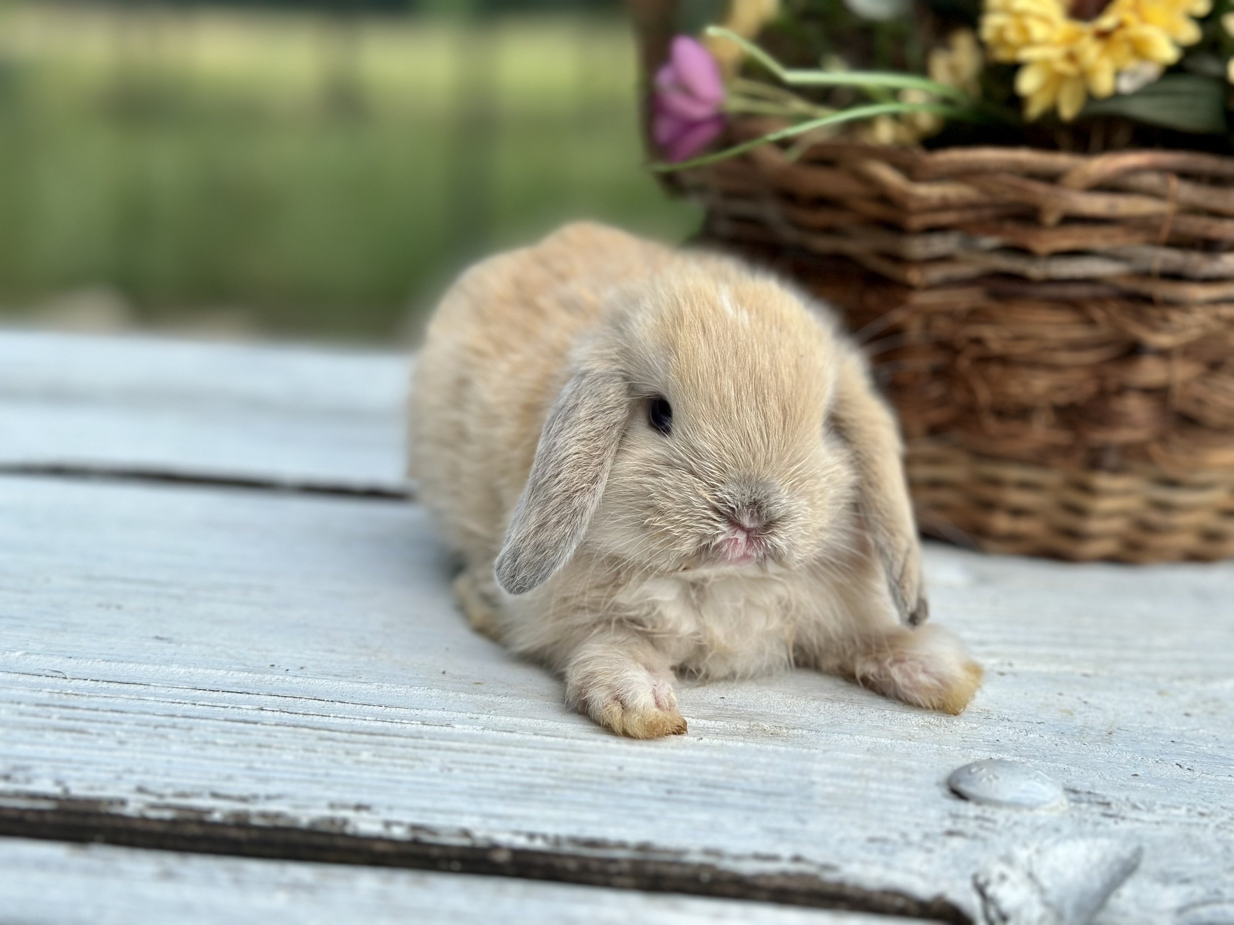Heavenly Meadows Rabbitry- Cage Free, Holland lops, Lionheads & Flemish ...