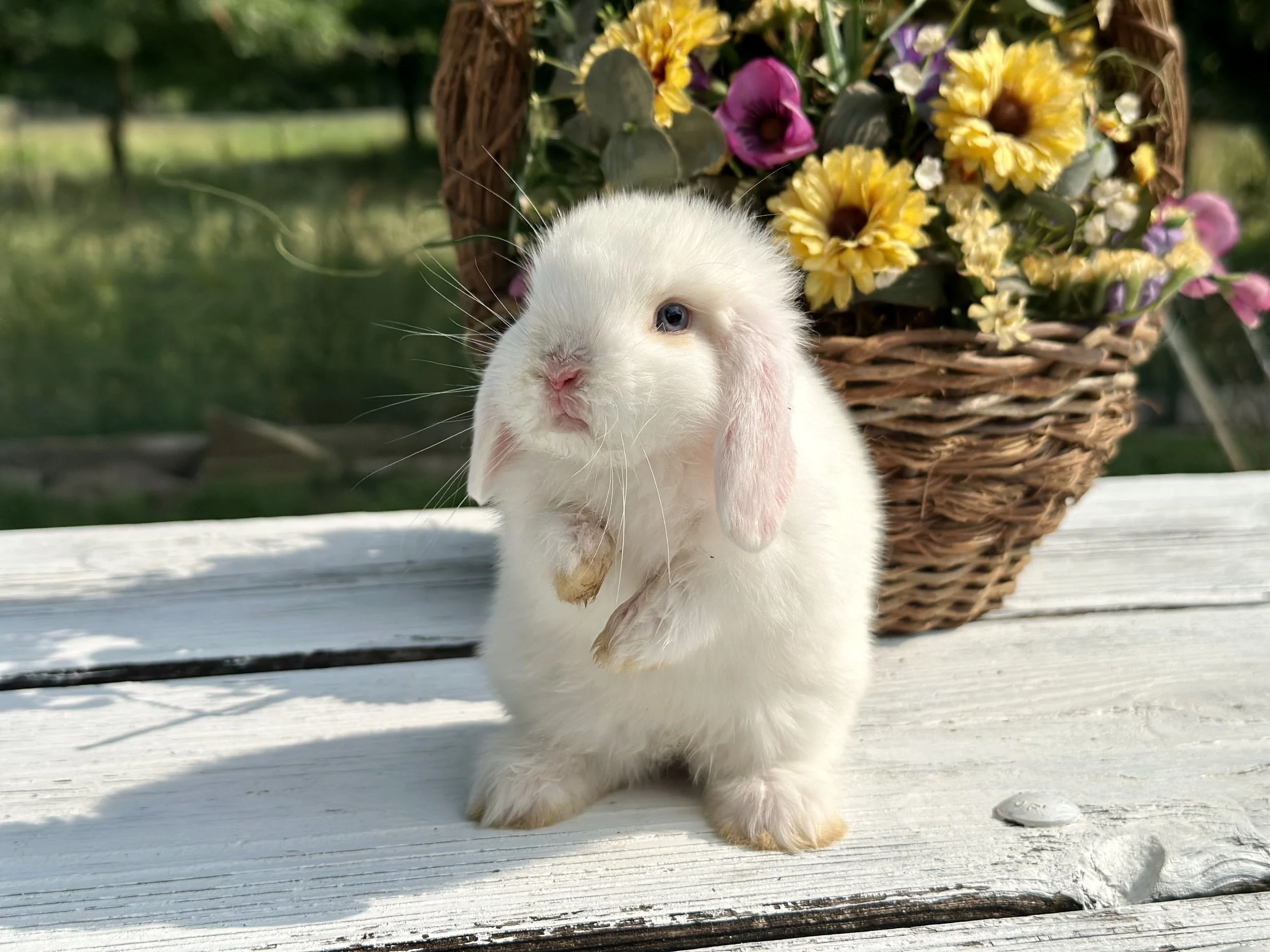 Heavenly Meadows Rabbitry- Cage Free, Holland lops, Lionheads & Flemish ...