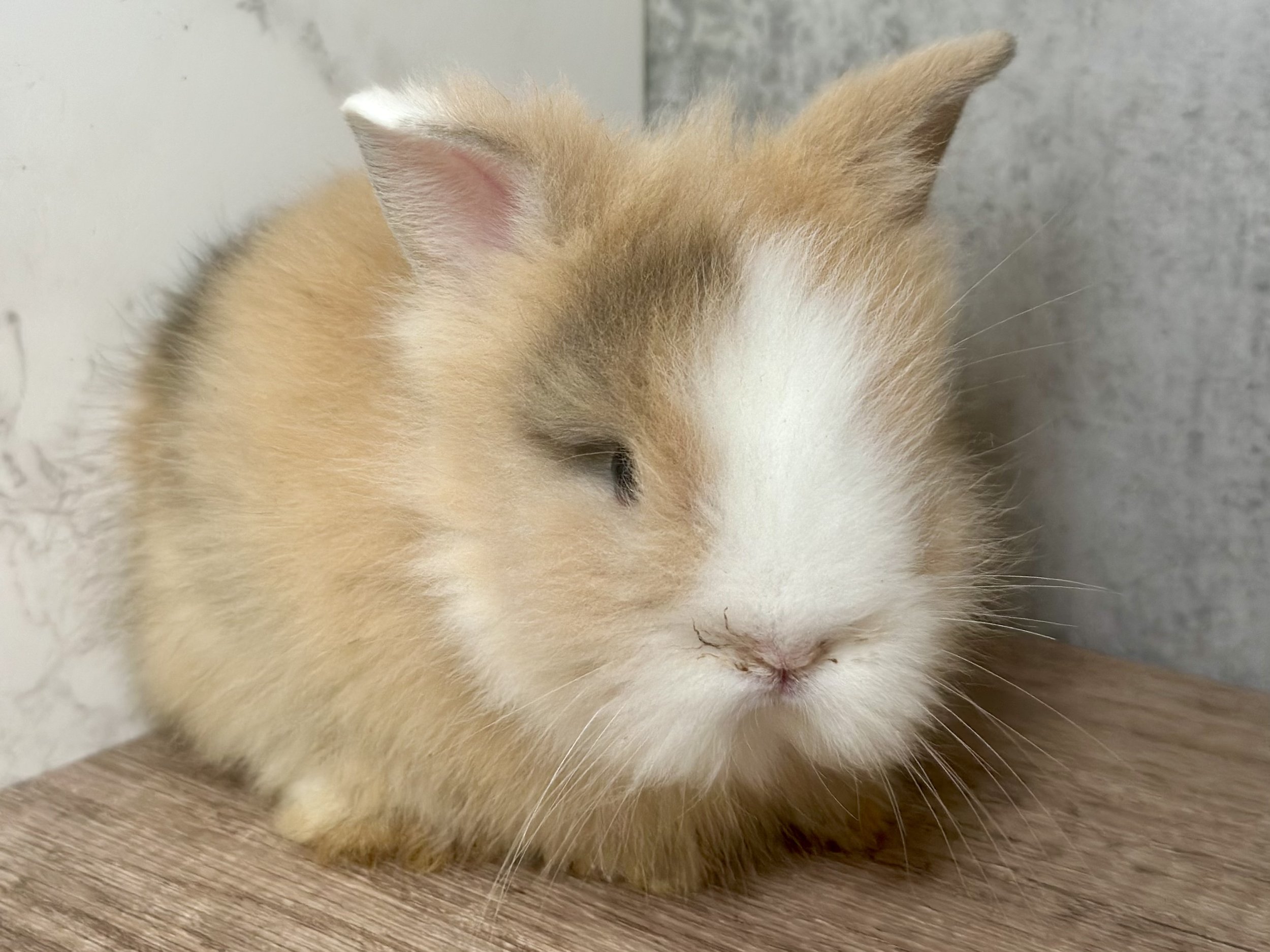 Heavenly Meadows Rabbitry- Cage Free, Holland lops, Lionheads & Flemish ...