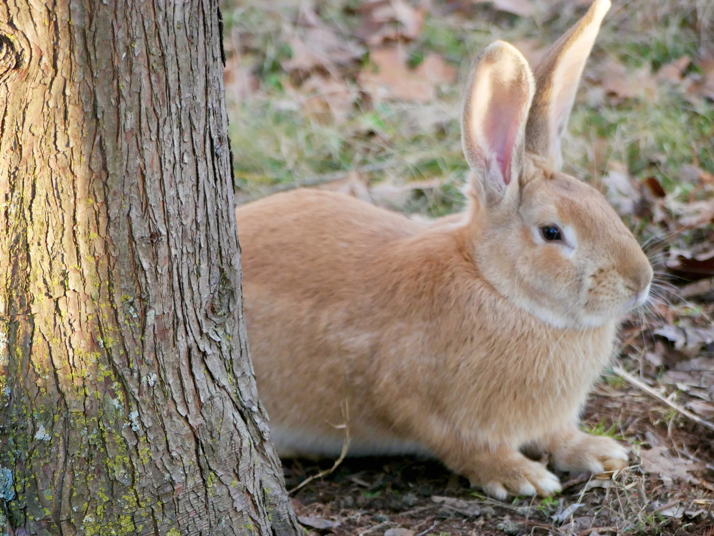 Home | Heavenly Meadows Rabbitry - Cage Free Holland lop, Lionhead ...