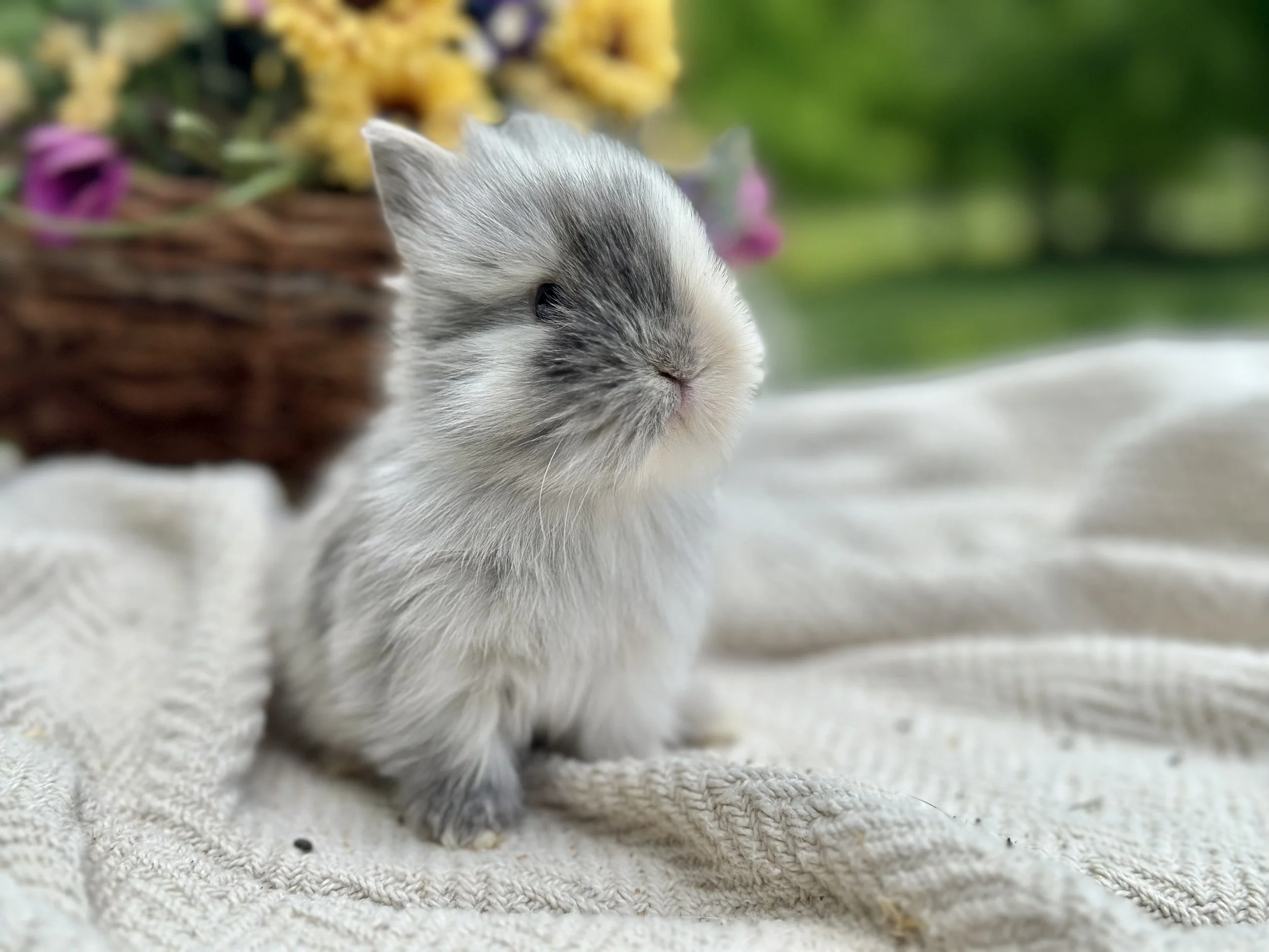 Heavenly Meadows Rabbitry- Cage Free, Holland lops, Lionheads & Flemish ...