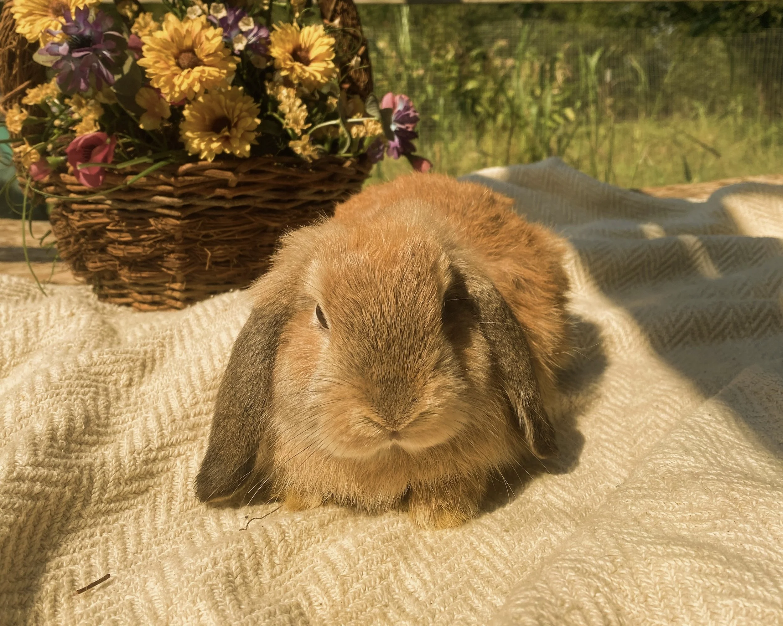 Heavenly Meadows Rabbitry- Cage Free, Holland lops, Lionheads & Flemish ...