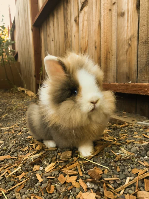 Home | Heavenly Meadows Rabbitry - Cage Free Holland lop, Lionhead ...