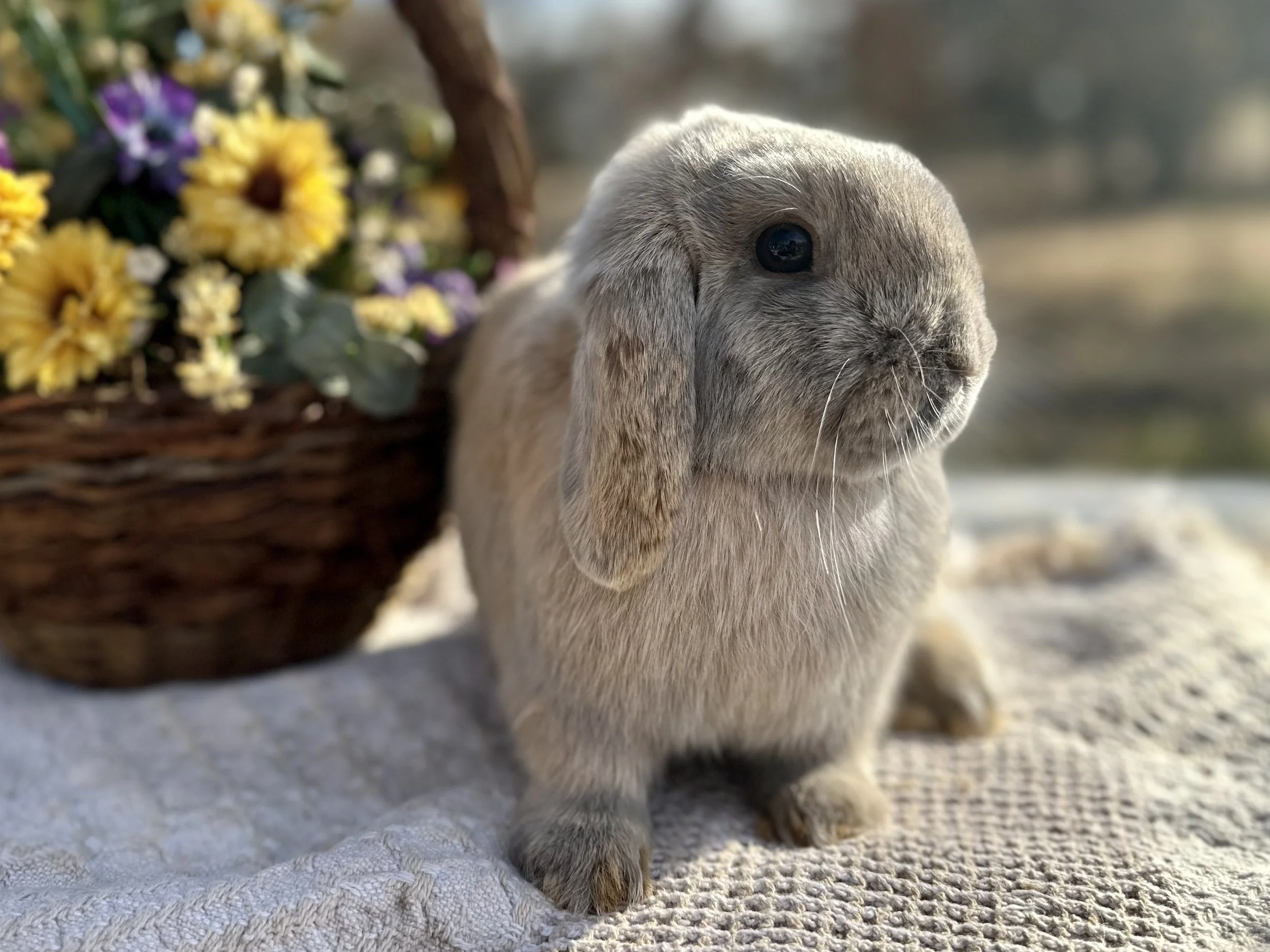 Heavenly Meadows Rabbitry- Cage Free, Holland lops, Lionheads & Flemish ...