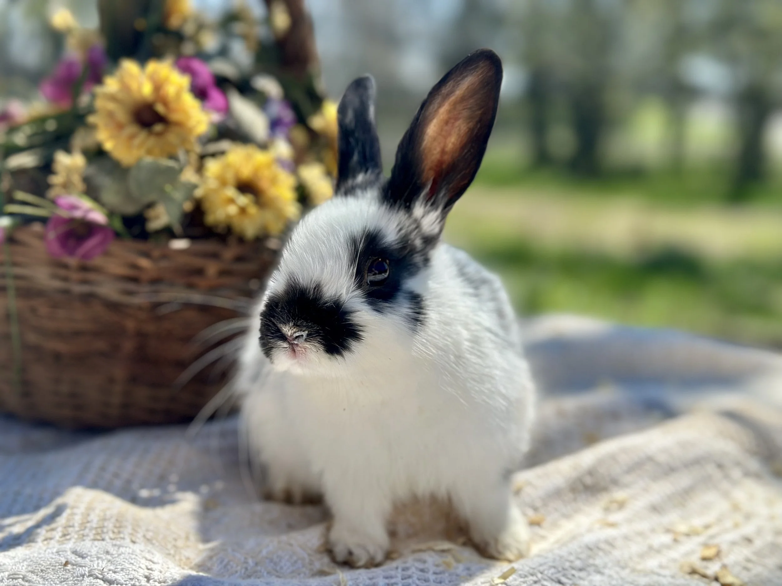Heavenly Meadows Rabbitry- Cage Free, Holland lops, Lionheads & Flemish ...
