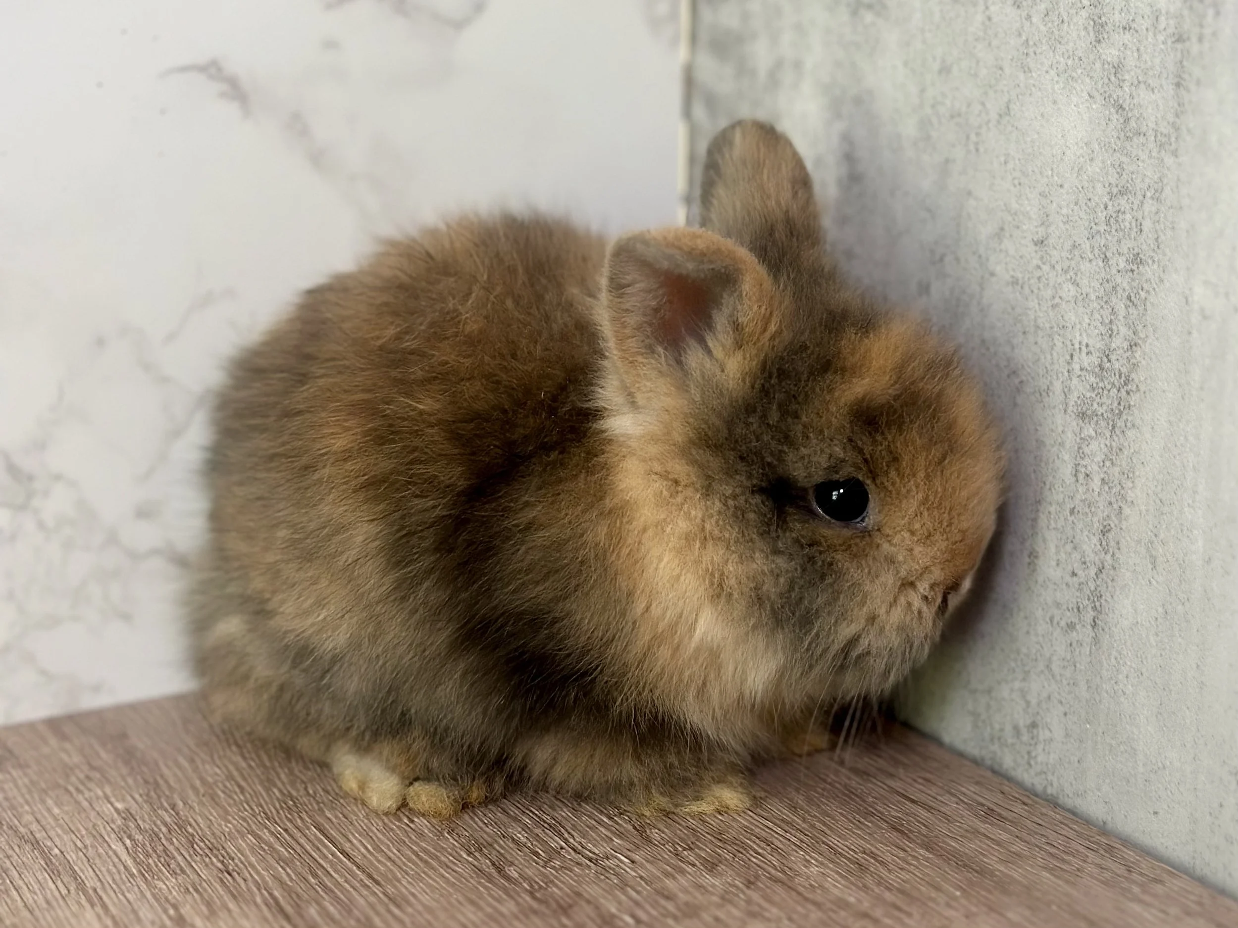 Heavenly Meadows Rabbitry- Cage Free, Holland lops, Lionheads & Flemish ...