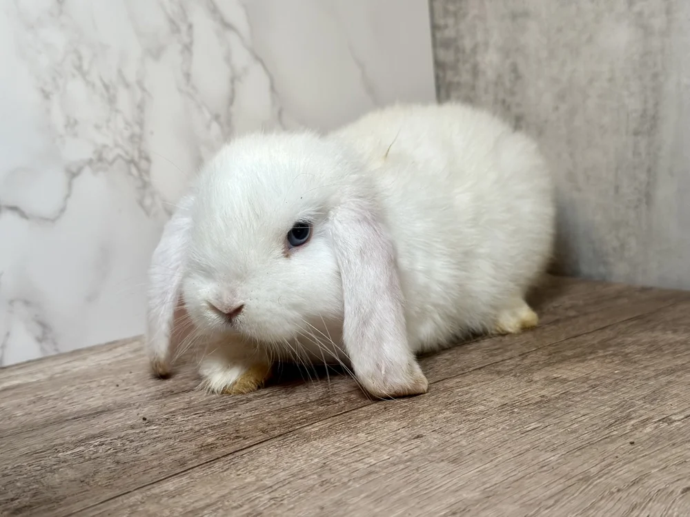 Heavenly Meadows Rabbitry- Cage Free, Holland lops, Lionheads & Flemish ...