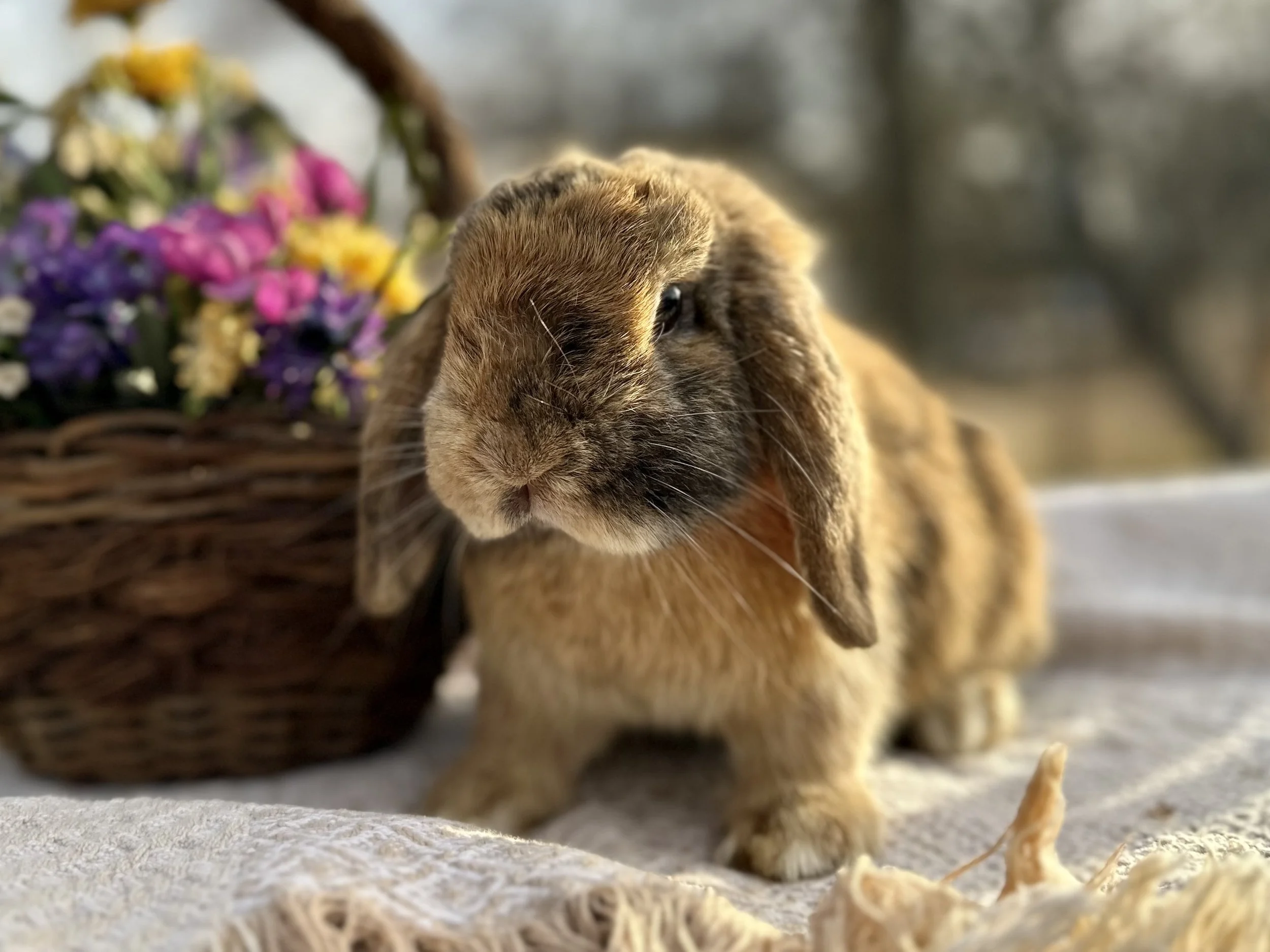 Heavenly Meadows Rabbitry- Cage Free, Holland lops, Lionheads & Flemish ...