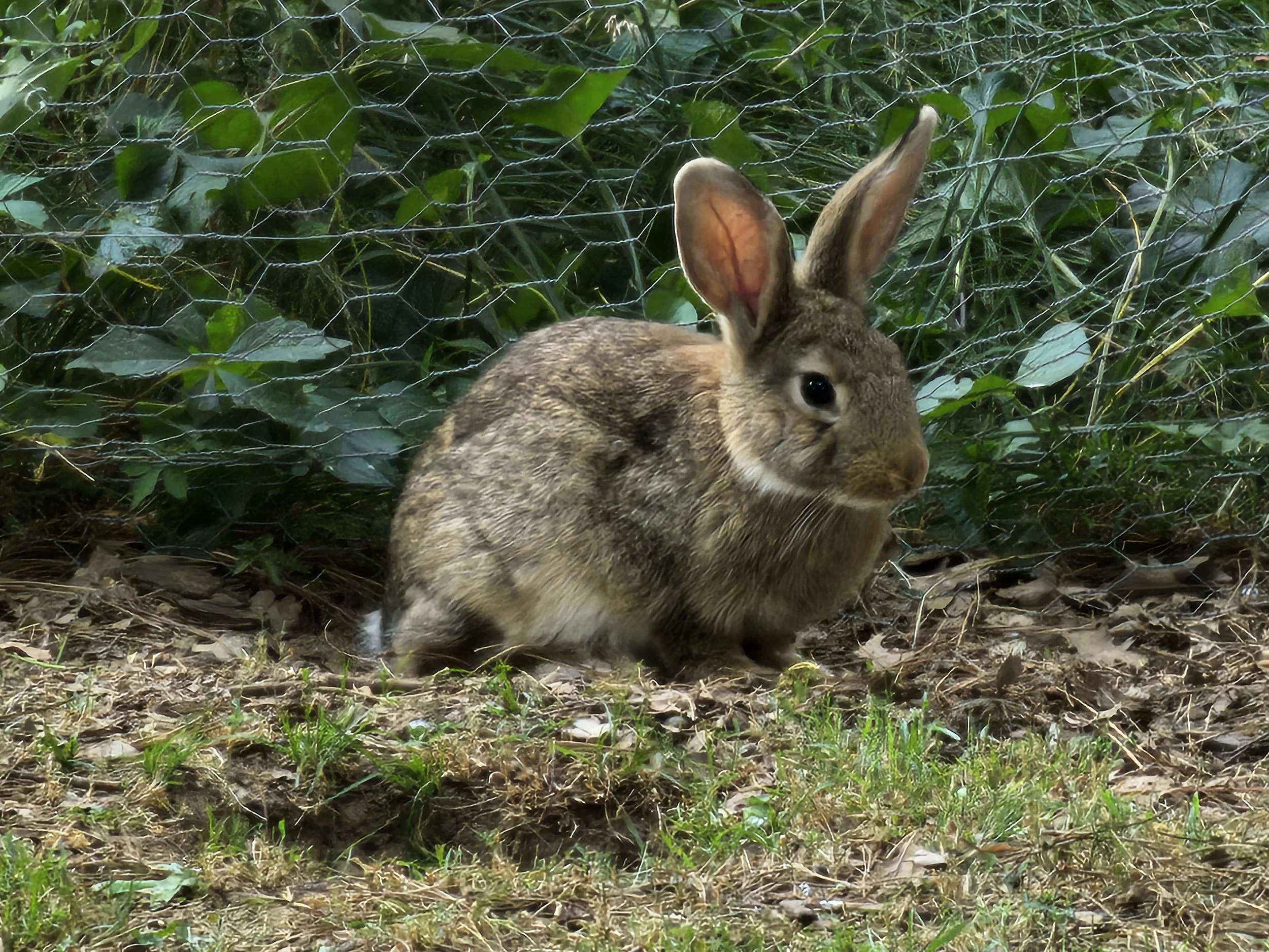 Heavenly Meadows Rabbitry- Cage Free, Holland lops, Lionheads & Flemish ...