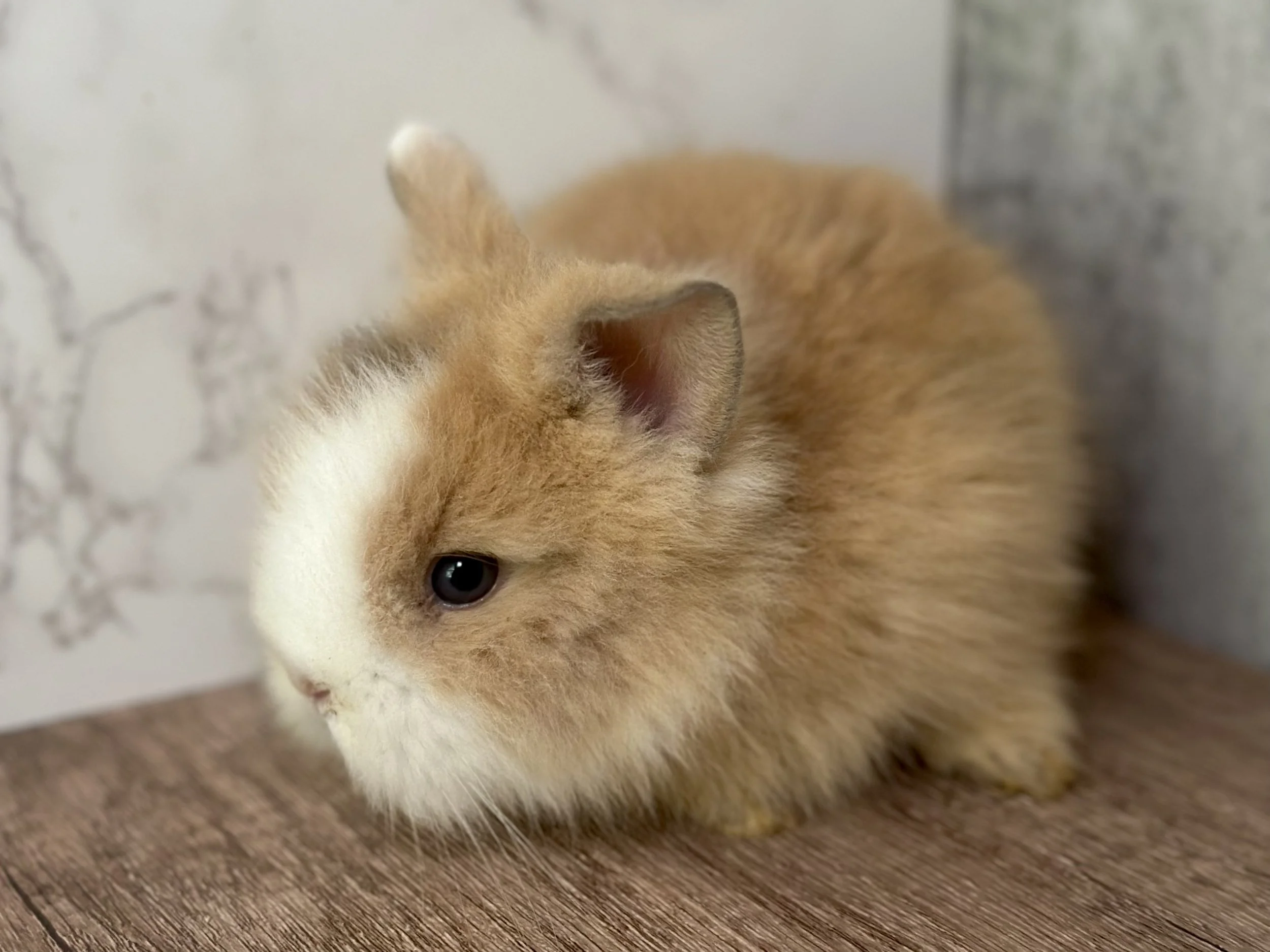 Heavenly Meadows Rabbitry- Cage Free, Holland lops, Lionheads & Flemish ...