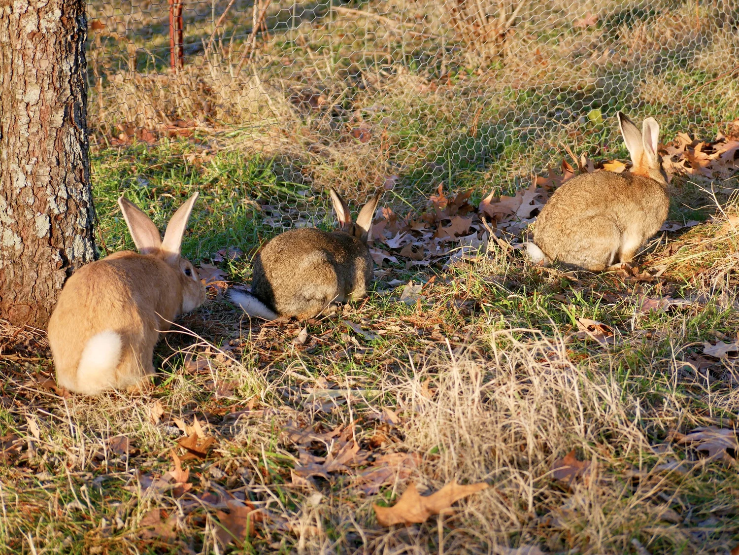 Home | Heavenly Meadows Rabbitry - Cage Free Holland lop, Lionhead ...