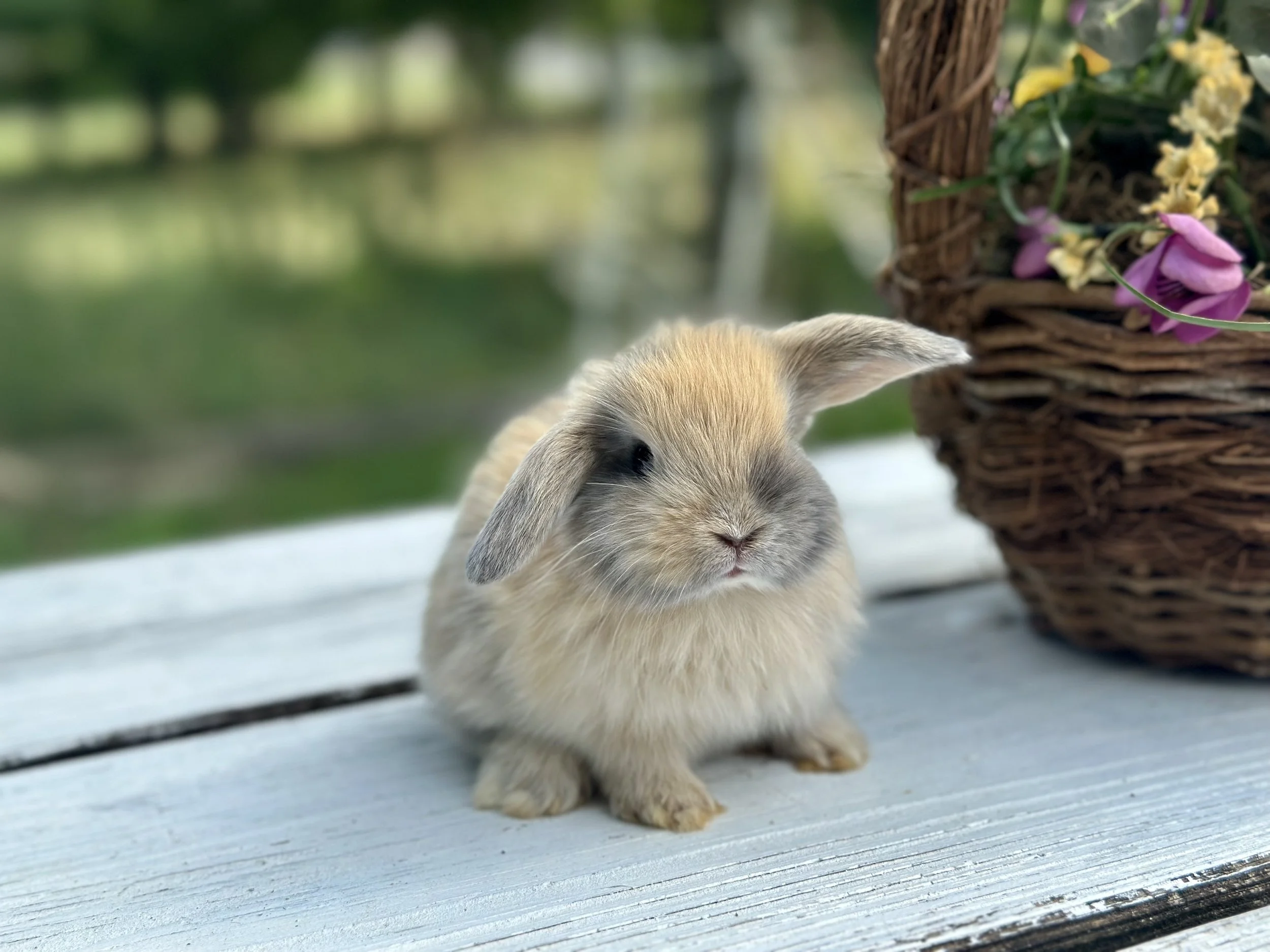 Heavenly Meadows Rabbitry- Cage Free, Holland lops, Lionheads & Flemish ...