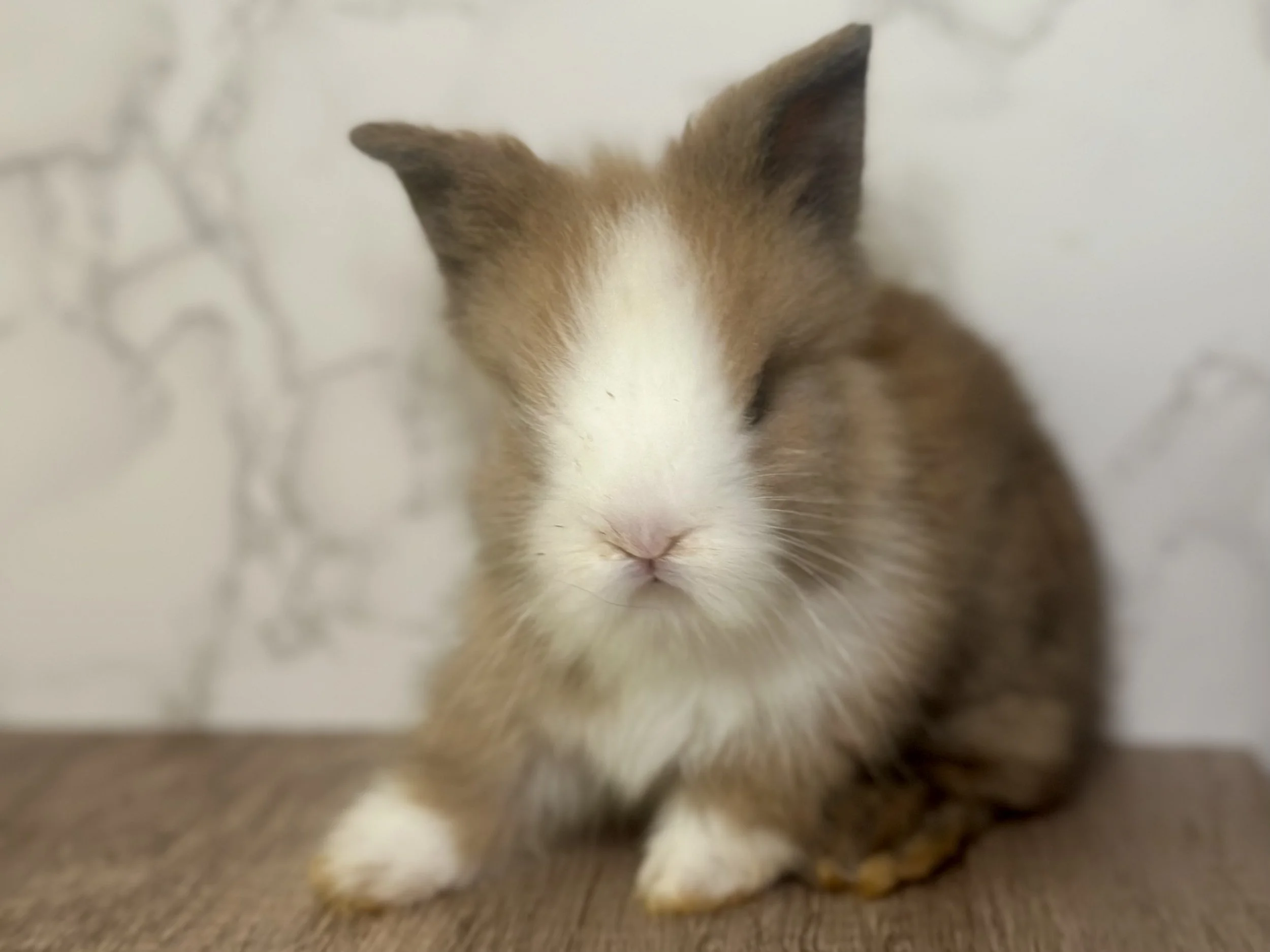 Heavenly Meadows Rabbitry- Cage Free, Holland lops, Lionheads & Flemish ...