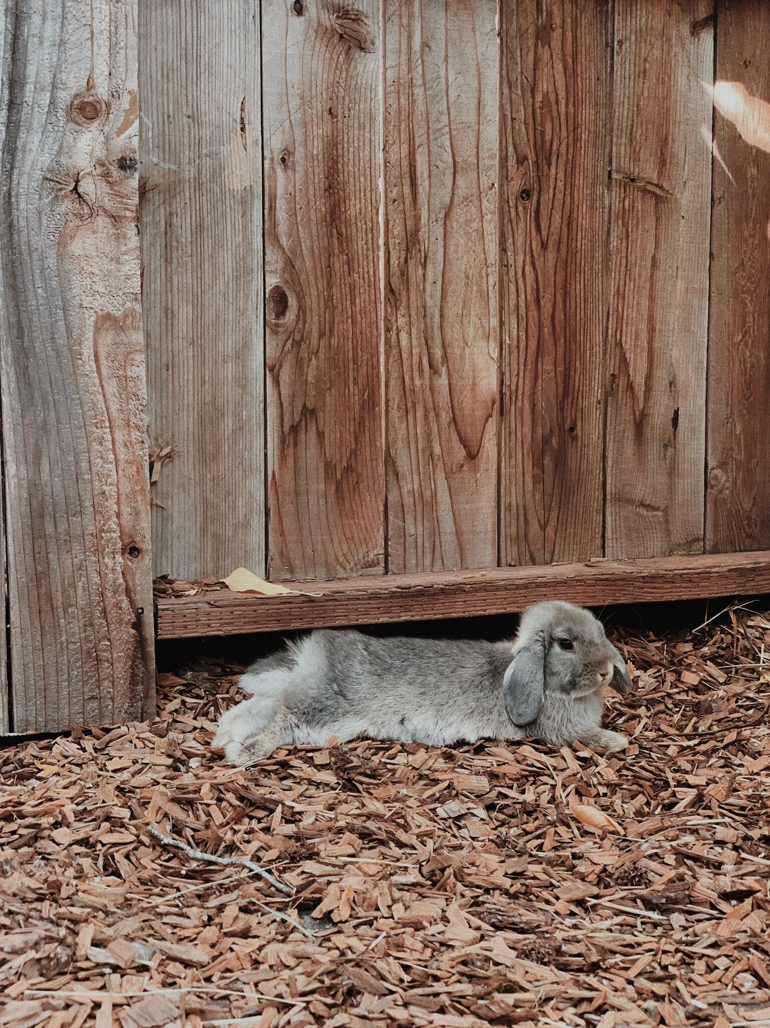 Home | Heavenly Meadows Rabbitry - Cage Free Holland lop, Lionhead ...