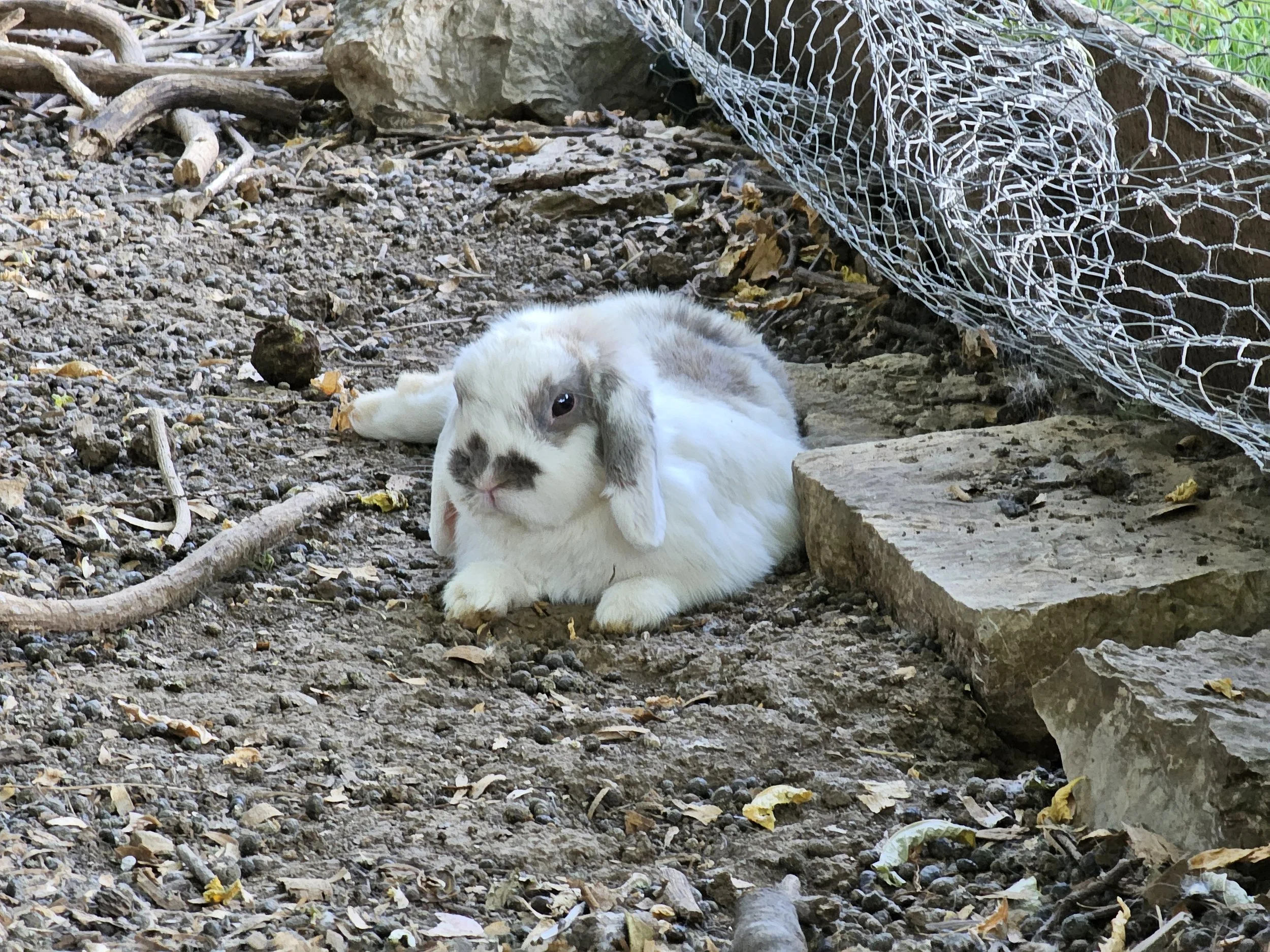 Heavenly Meadows Rabbitry- Cage Free, Holland lops, Lionheads & Flemish ...