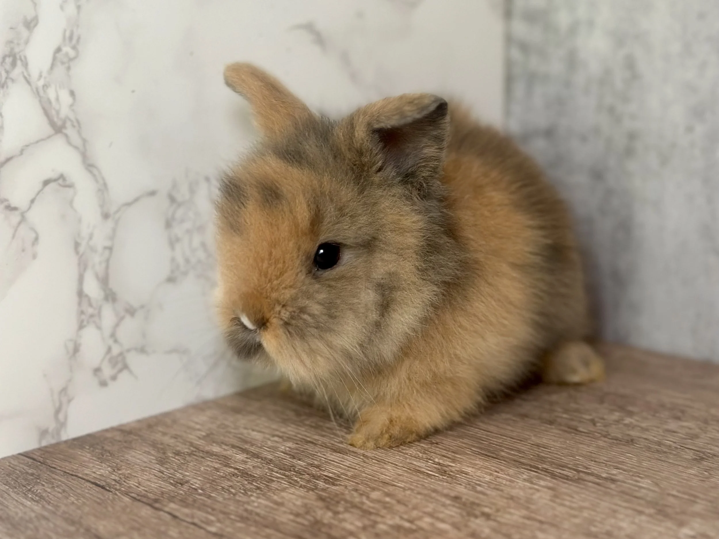 Heavenly Meadows Rabbitry- Cage Free, Holland lops, Lionheads & Flemish ...