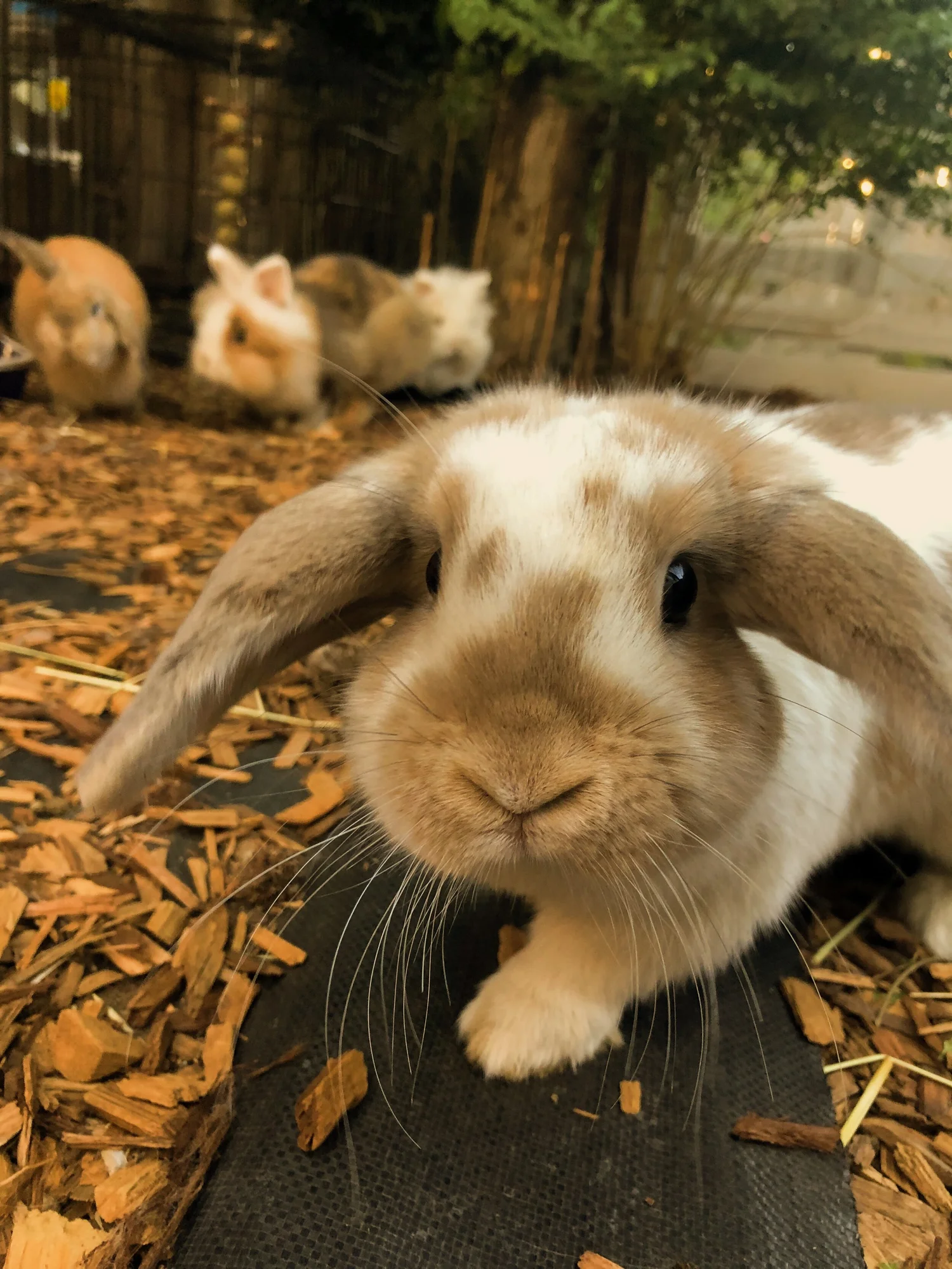 Home | Heavenly Meadows Rabbitry - Cage Free Holland lop, Lionhead ...