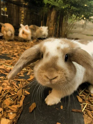 Home | Heavenly Meadows Rabbitry - Cage Free Holland lop, Lionhead ...