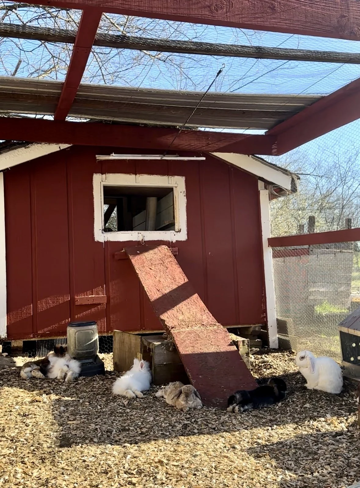 Home | Heavenly Meadows Rabbitry - Cage Free Holland lop, Lionhead ...