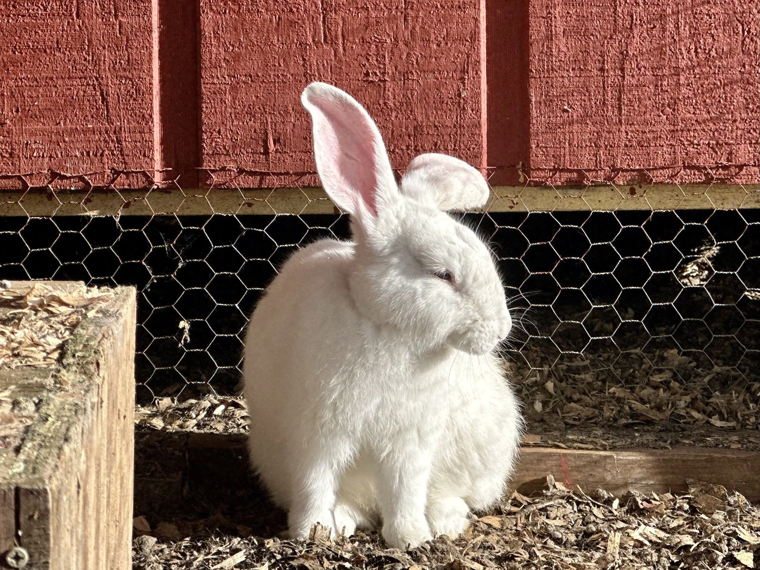 Heavenly Meadows Rabbitry-Holland Lops, Lionheads & Flemish Giants for sale in Tennessee