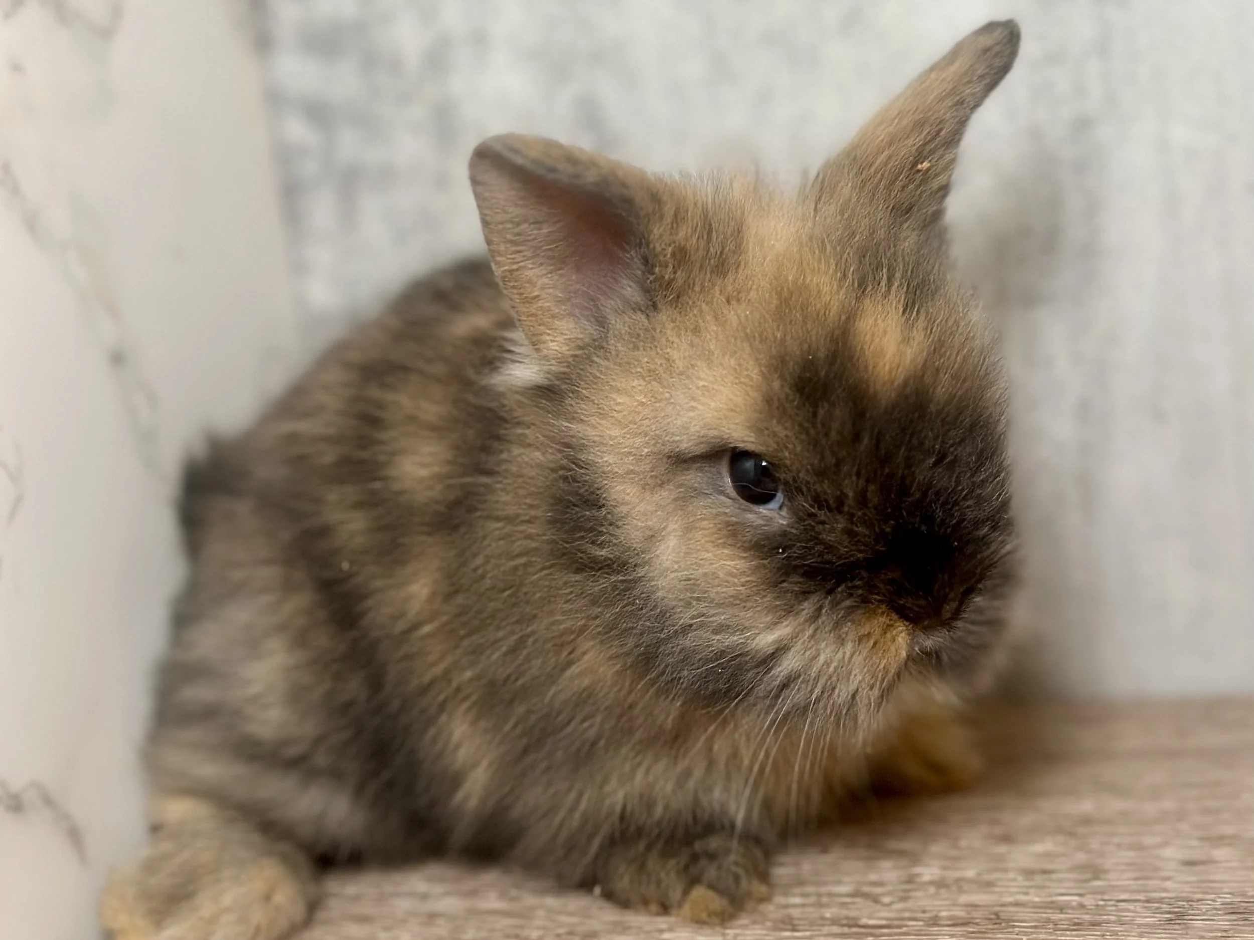 Heavenly Meadows Rabbitry- Cage Free, Holland lops, Lionheads & Flemish ...