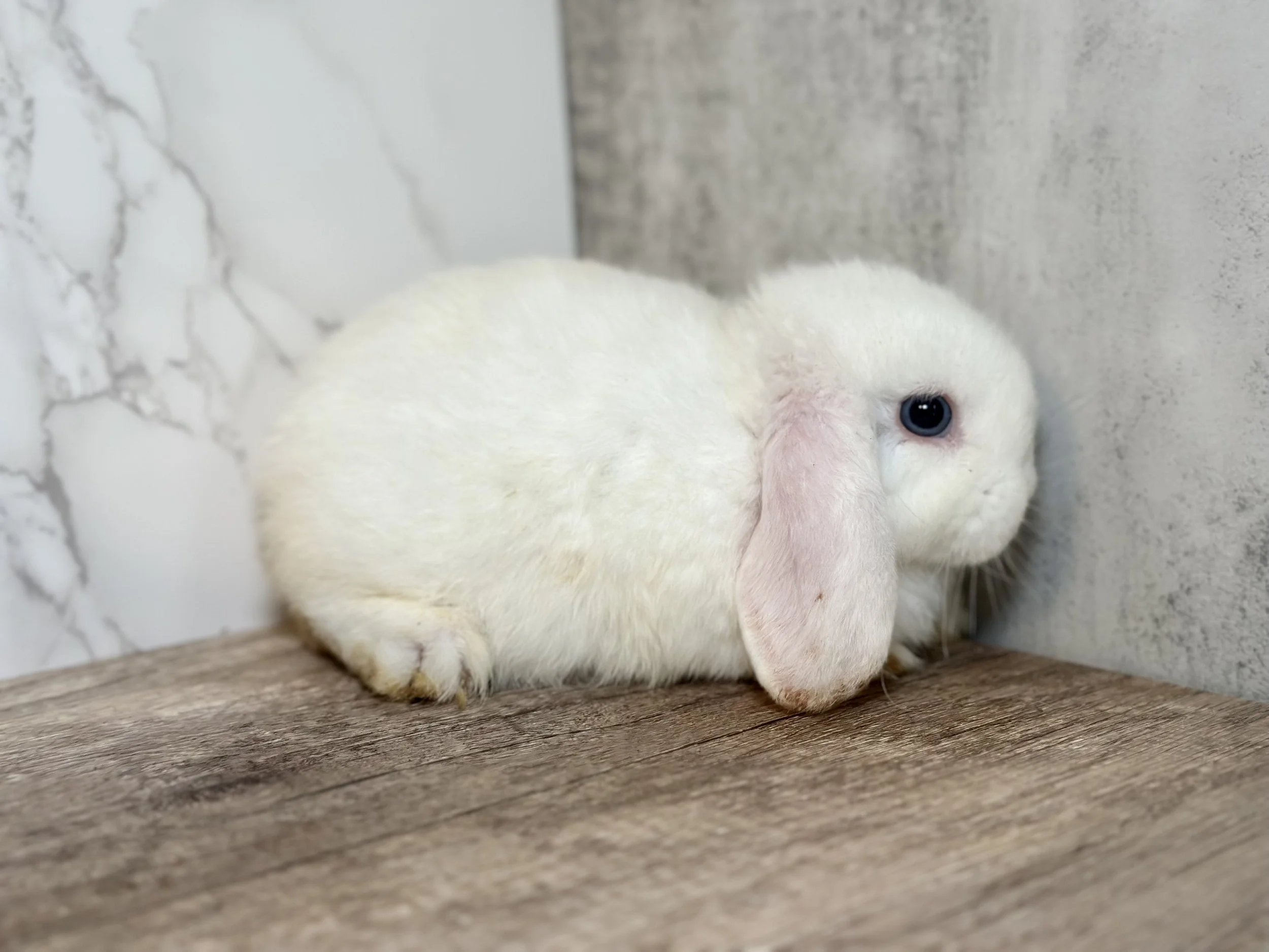 Heavenly Meadows Rabbitry- Cage Free, Holland lops, Lionheads & Flemish ...