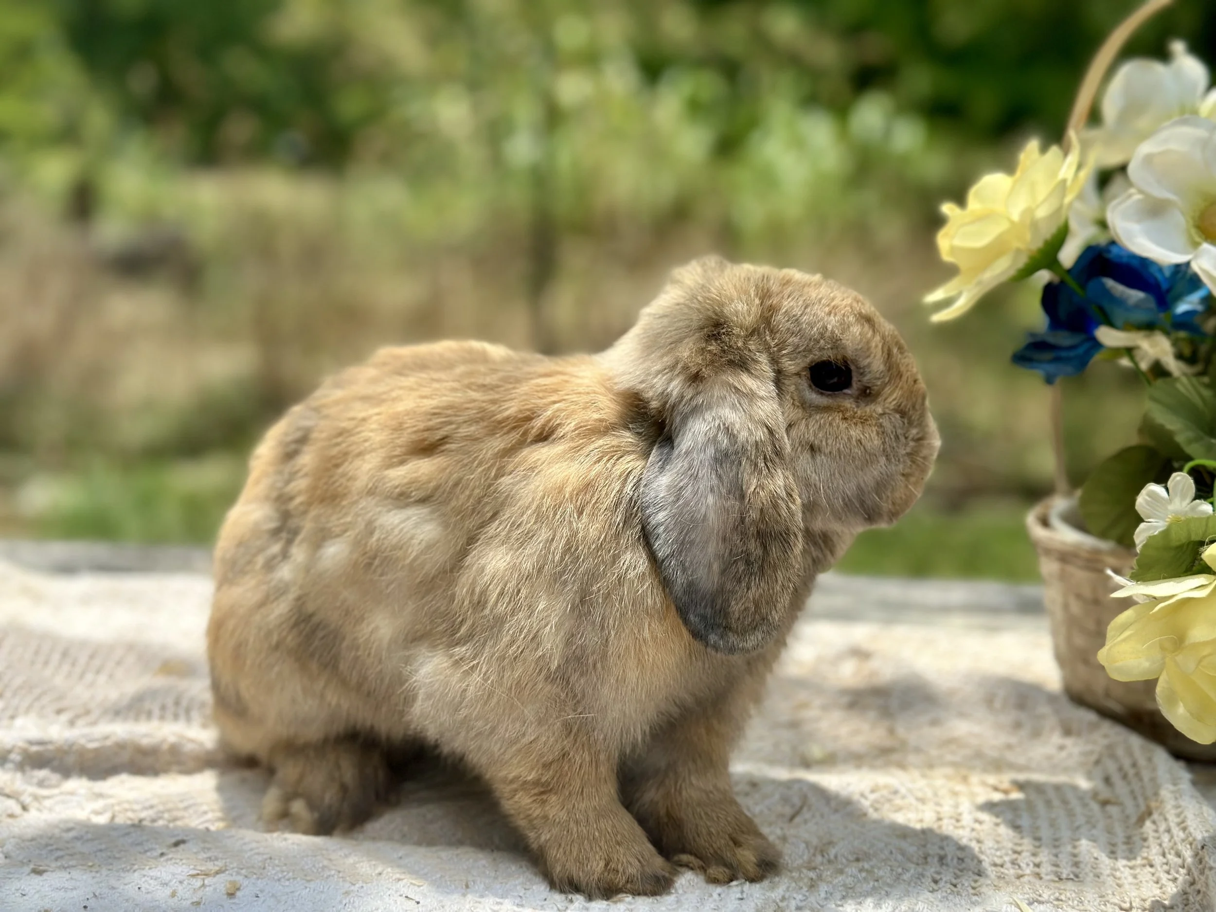 Heavenly Meadows Rabbitry- Cage Free, Holland lops, Lionheads & Flemish ...