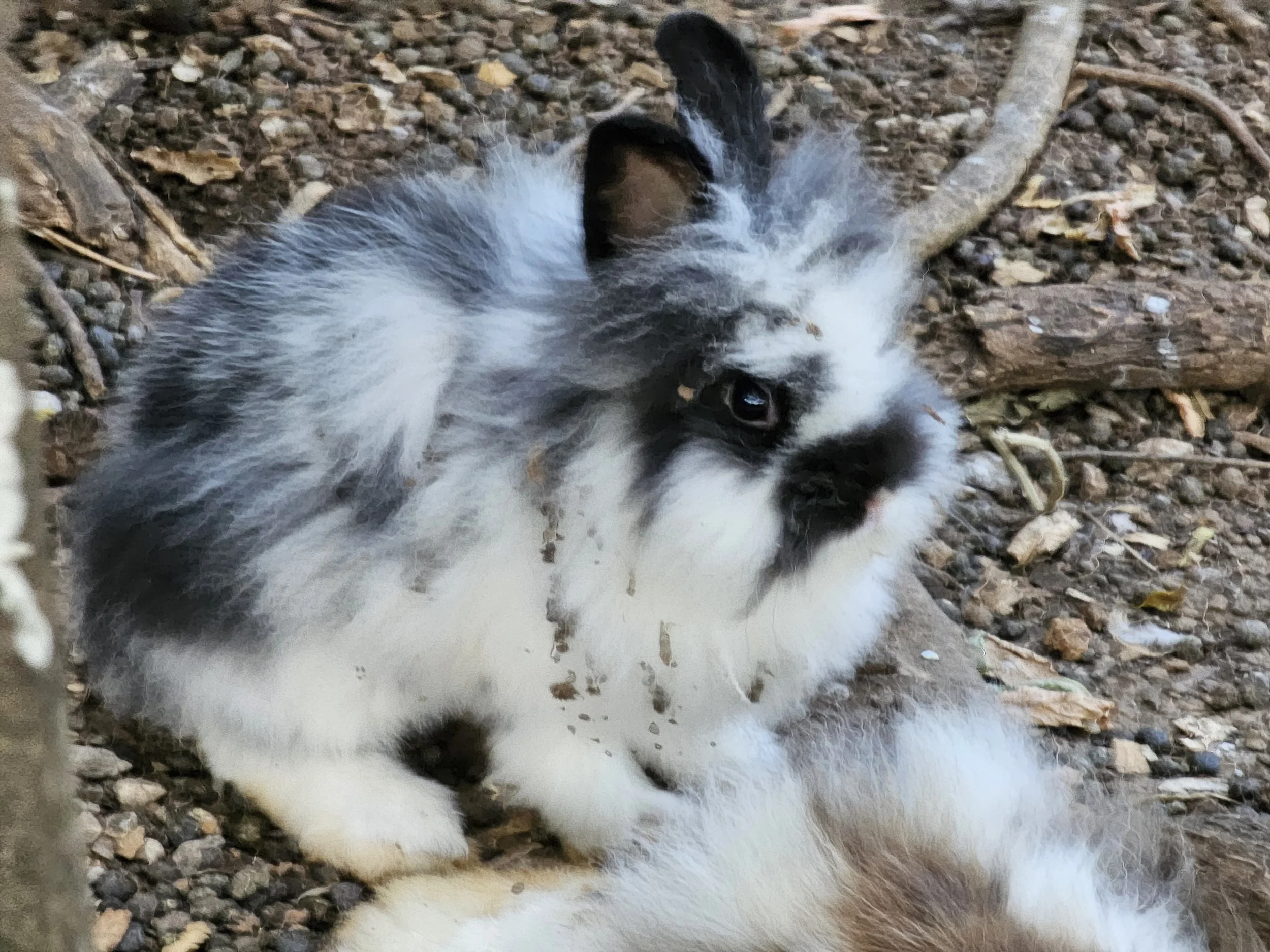 Heavenly Meadows Rabbitry- Cage Free, Holland lops, Lionheads & Flemish ...