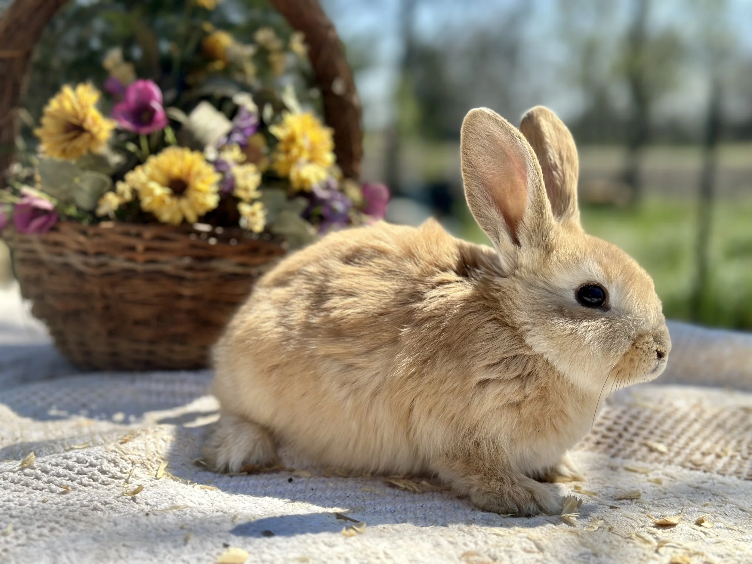 Heavenly Meadows Rabbitry- Cage Free, Holland lops, Lionheads & Flemish ...