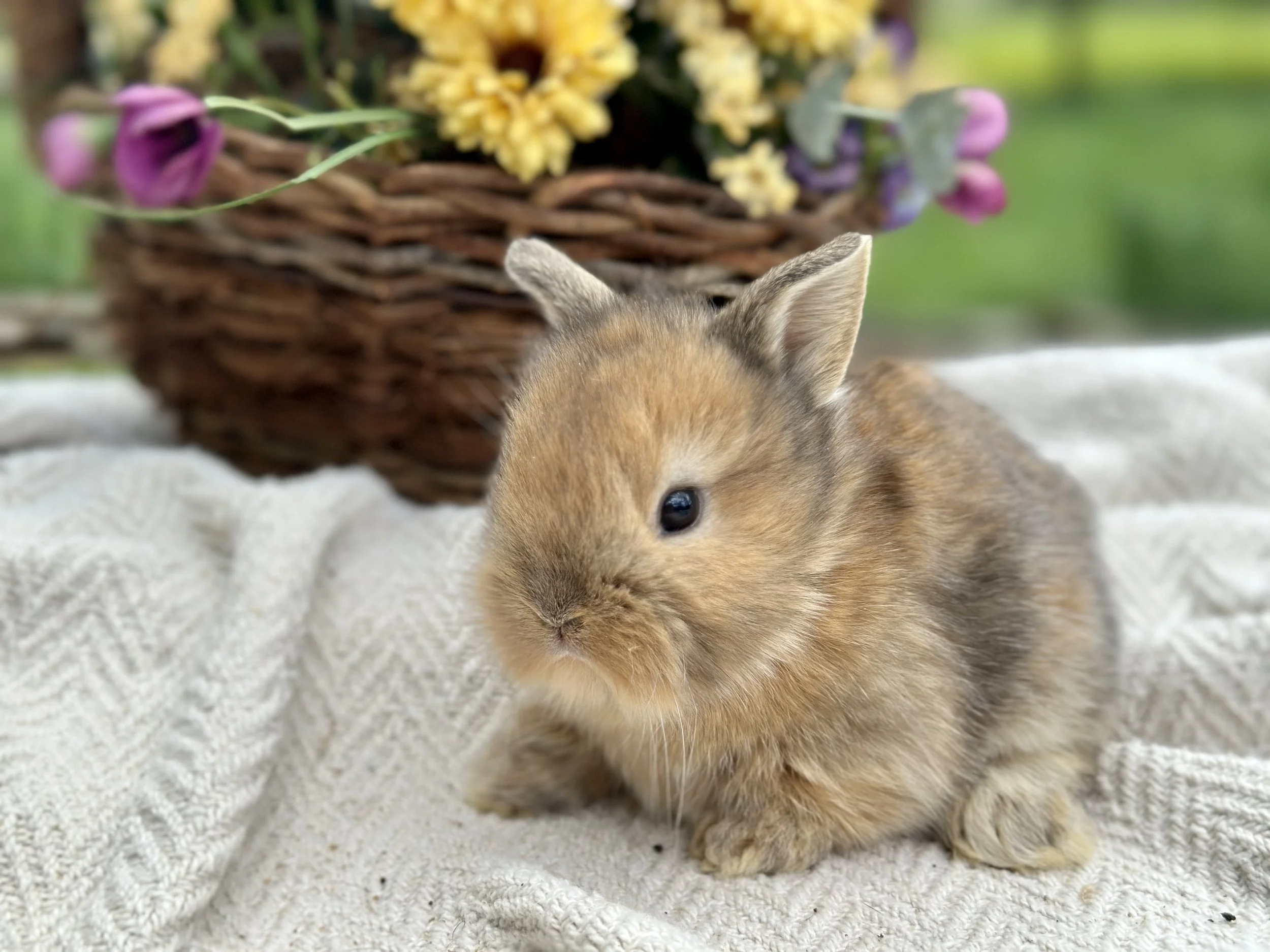 Heavenly Meadows Rabbitry- Cage Free, Holland lops, Lionheads & Flemish ...