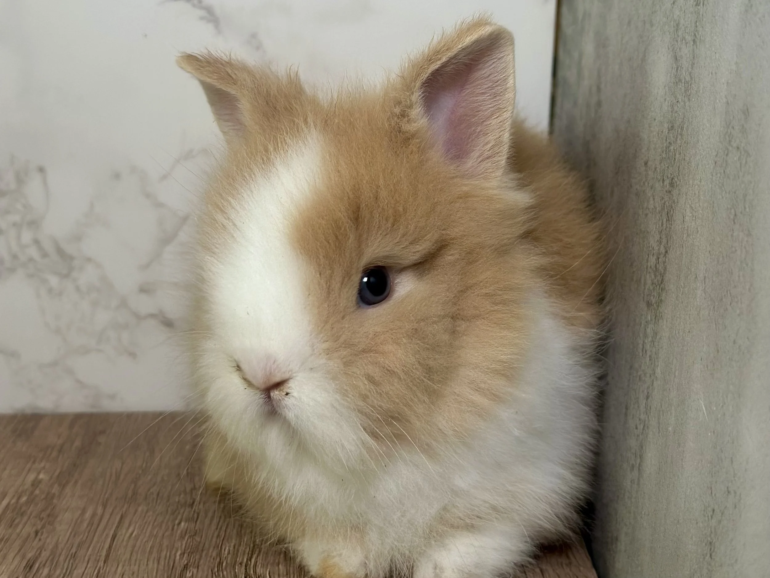 Heavenly Meadows Rabbitry- Cage Free, Holland lops, Lionheads & Flemish ...