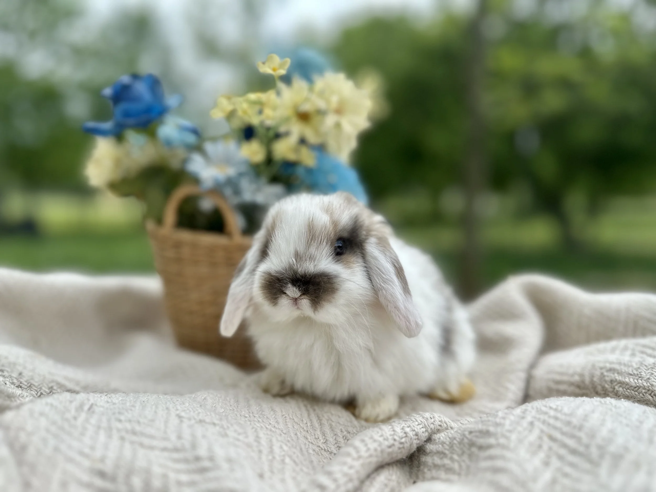 Heavenly Meadows Rabbitry- Cage Free, Holland lops, Lionheads & Flemish ...