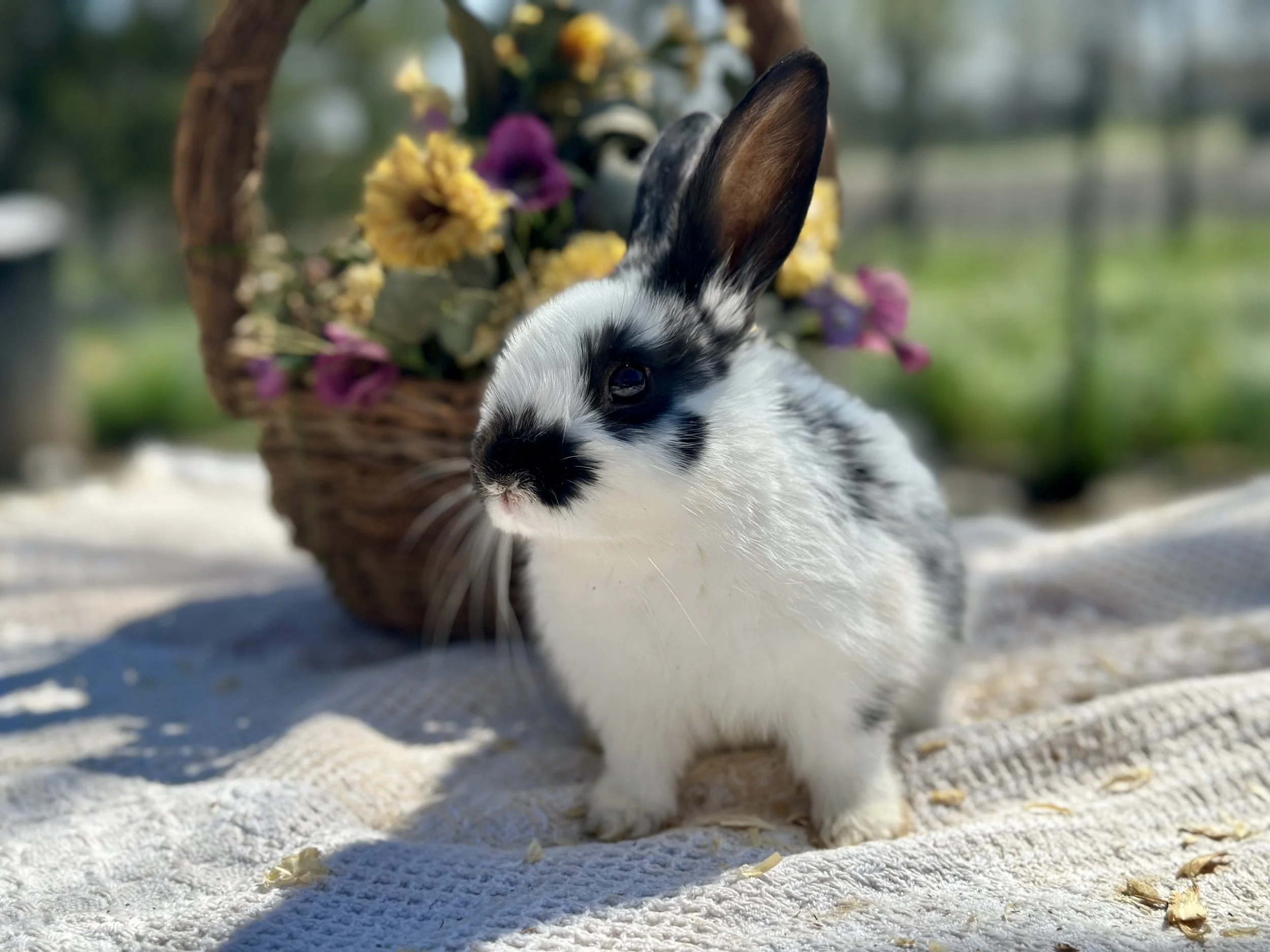 Heavenly Meadows Rabbitry- Cage Free, Holland lops, Lionheads & Flemish ...