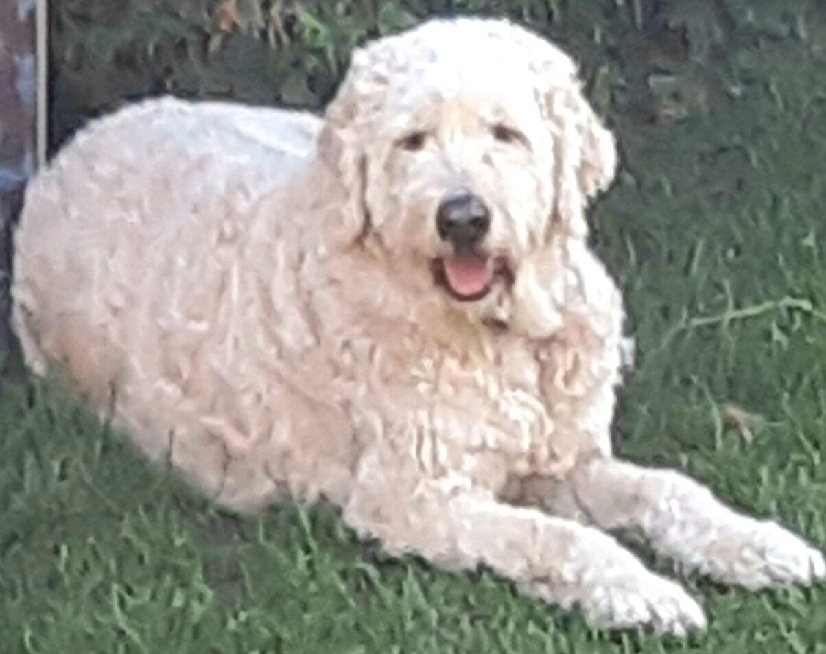 %sgoldendoodle, golden doodle,chiots, puppy, dog, caniche, golden ...