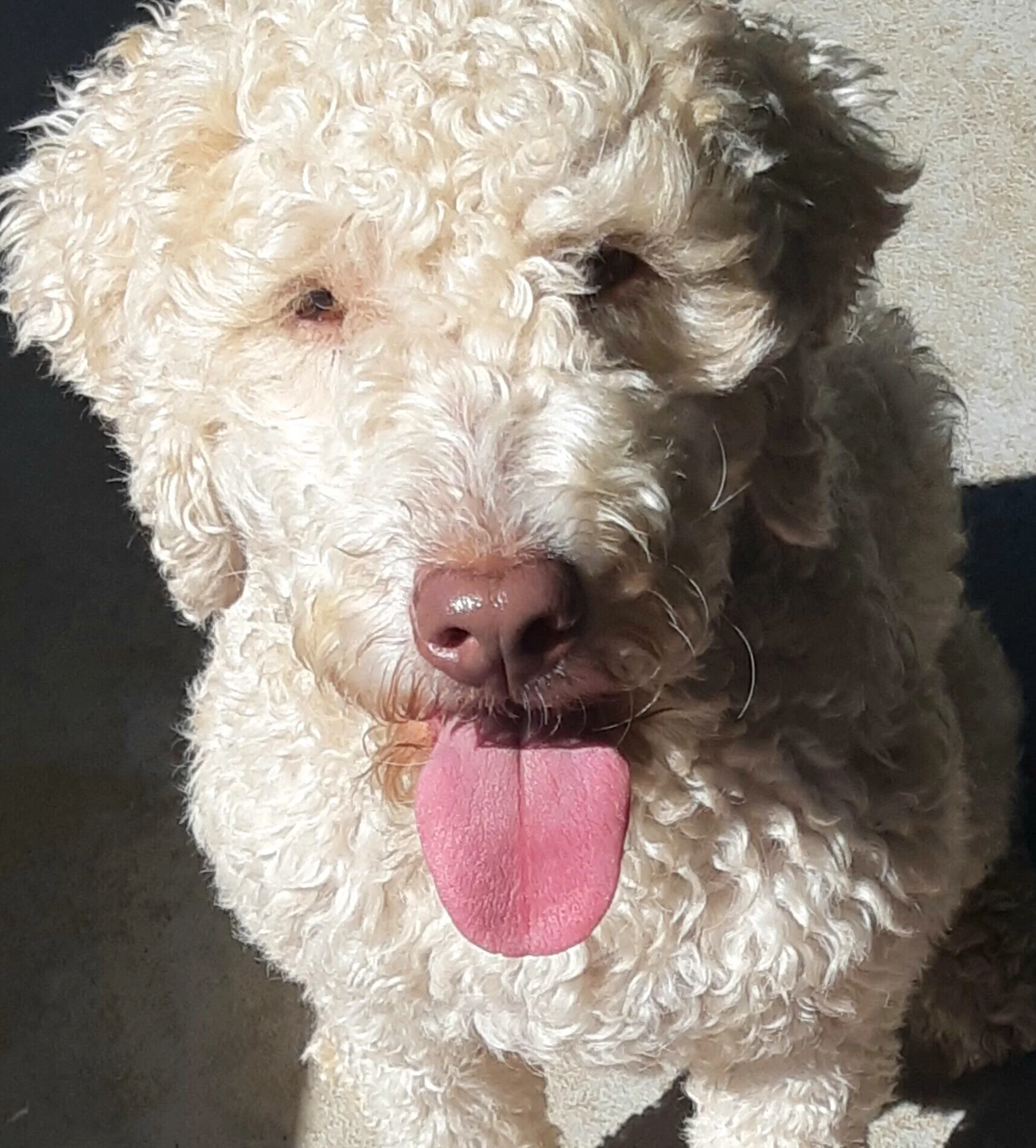 %sgoldendoodle, golden doodle,chiots, puppy, dog, caniche, golden ...