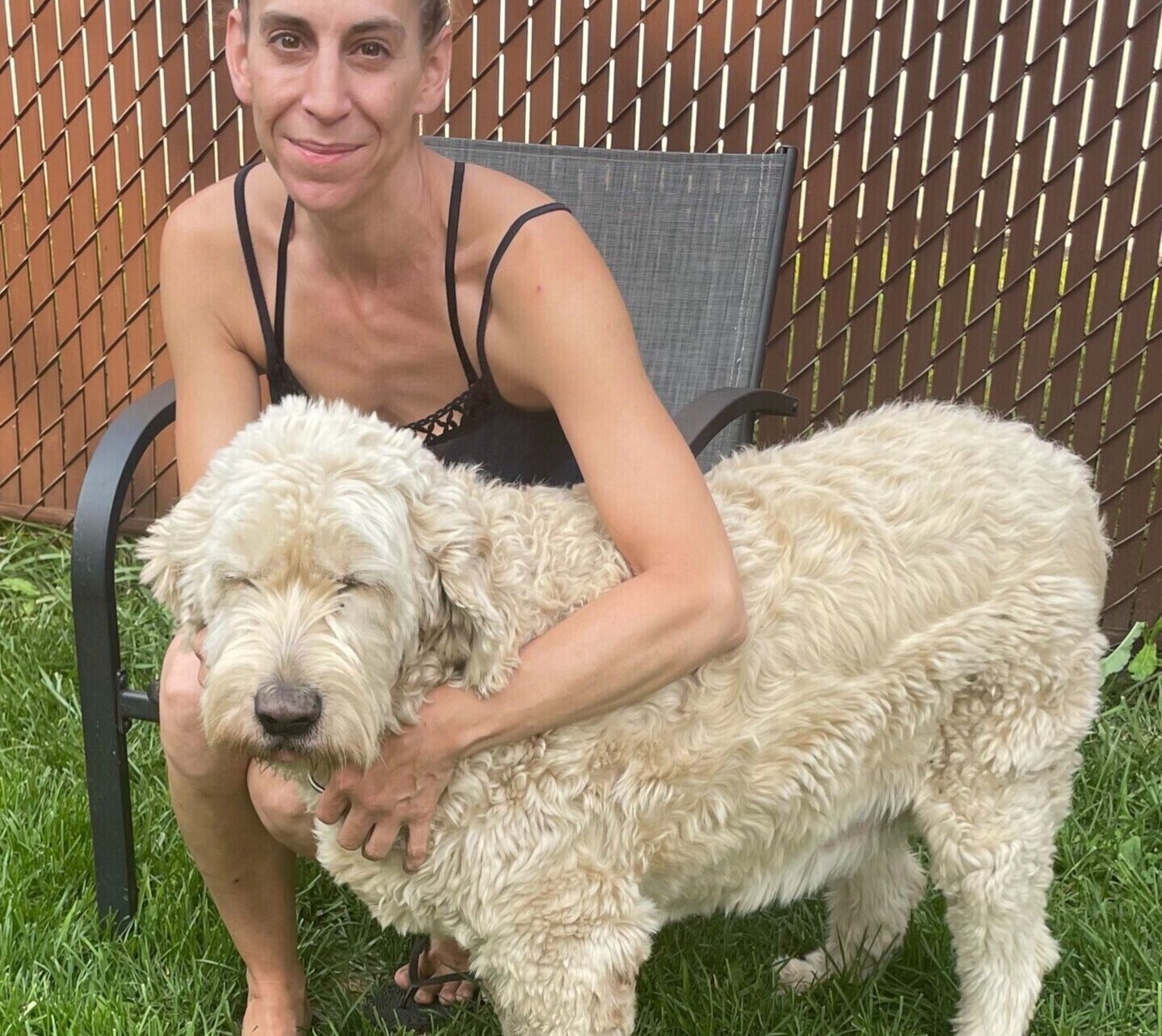 %sgoldendoodle, golden doodle,chiots, puppy, dog, caniche, golden ...