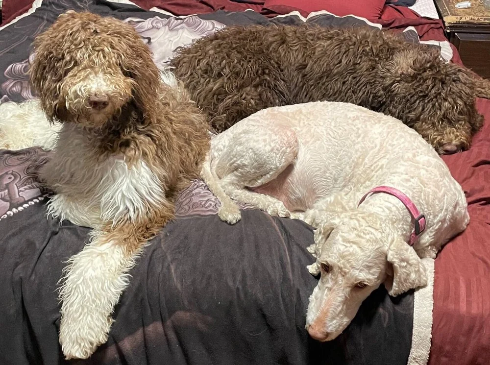 %sgoldendoodle, golden doodle,chiots, puppy, dog, caniche, golden ...