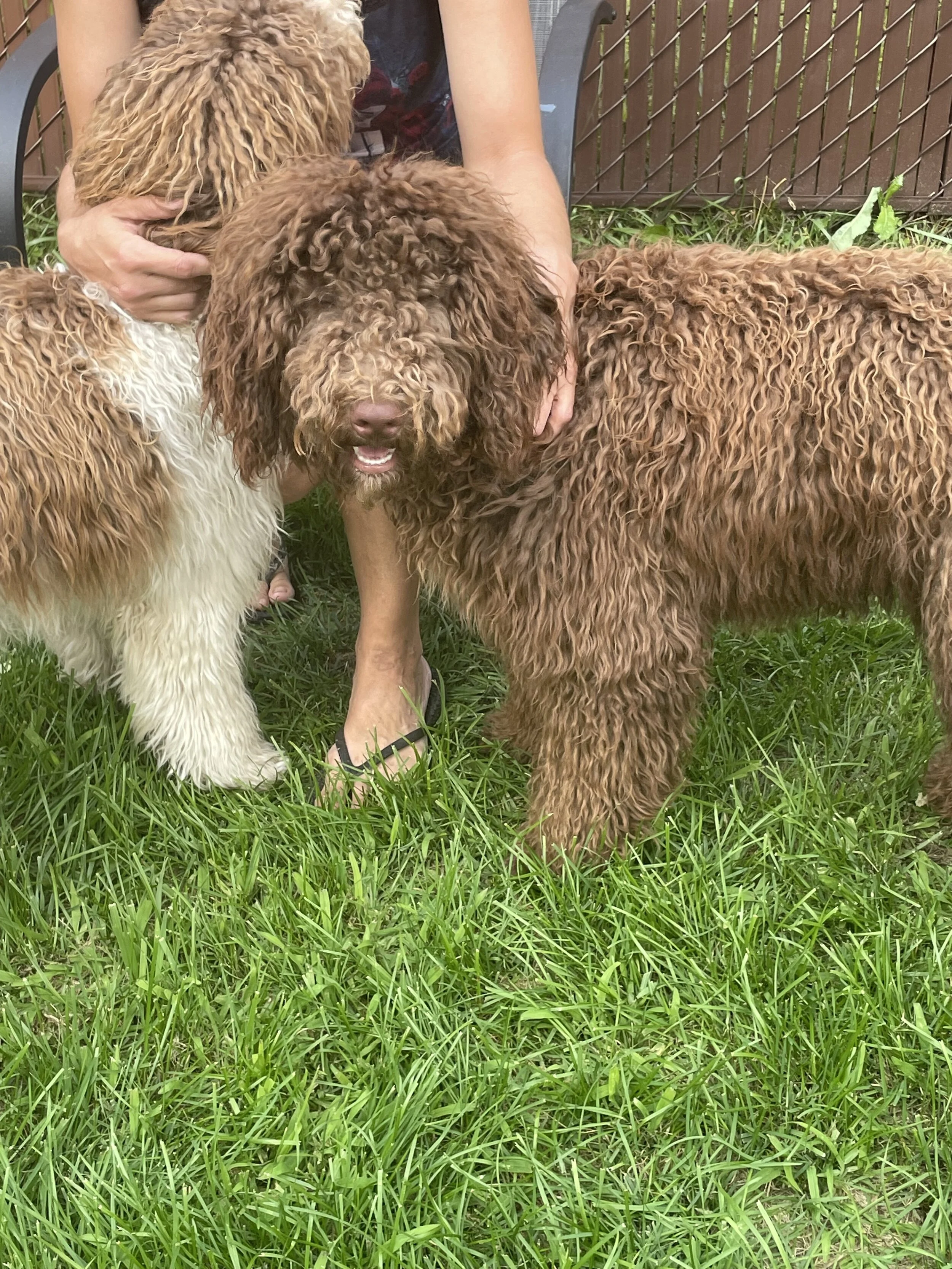%sgoldendoodle, golden doodle,chiots, puppy, dog, caniche, golden ...