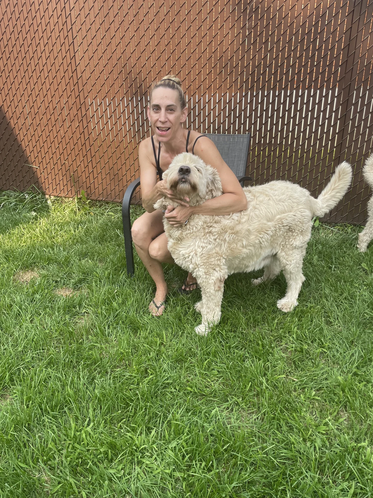 %sgoldendoodle, golden doodle,chiots, puppy, dog, caniche, golden ...