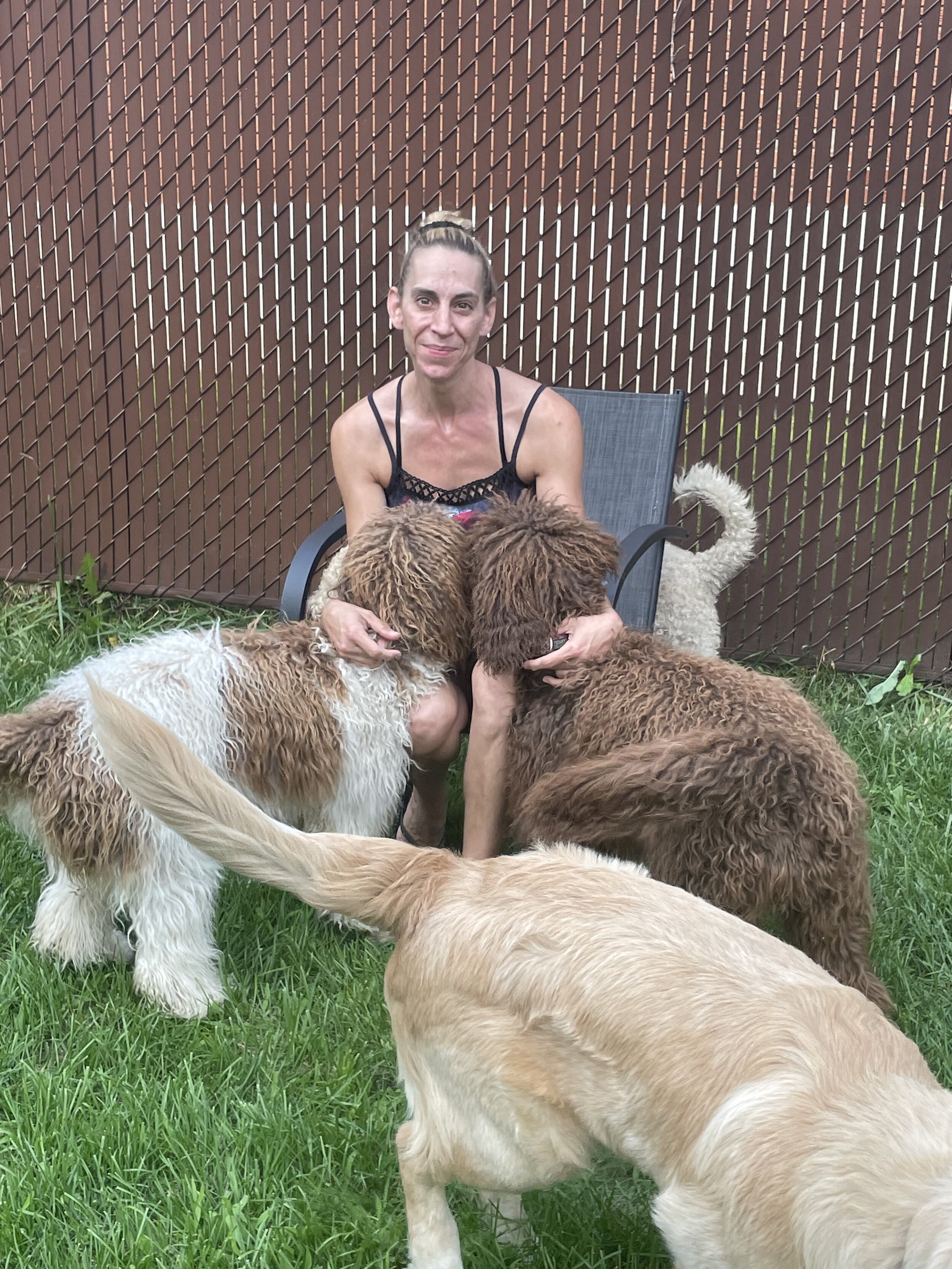 %sgoldendoodle, golden doodle,chiots, puppy, dog, caniche, golden ...