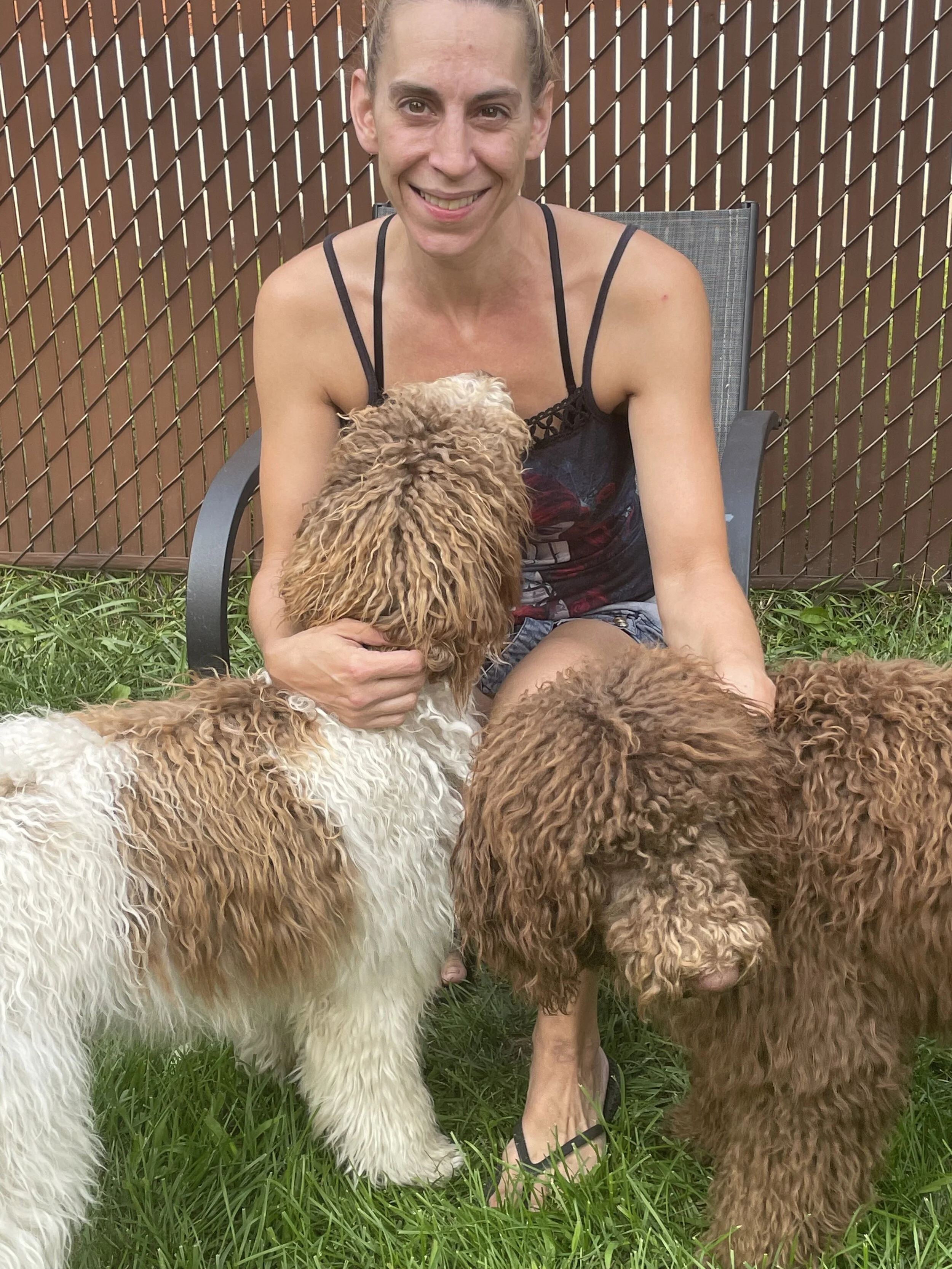 %sgoldendoodle, golden doodle,chiots, puppy, dog, caniche, golden ...